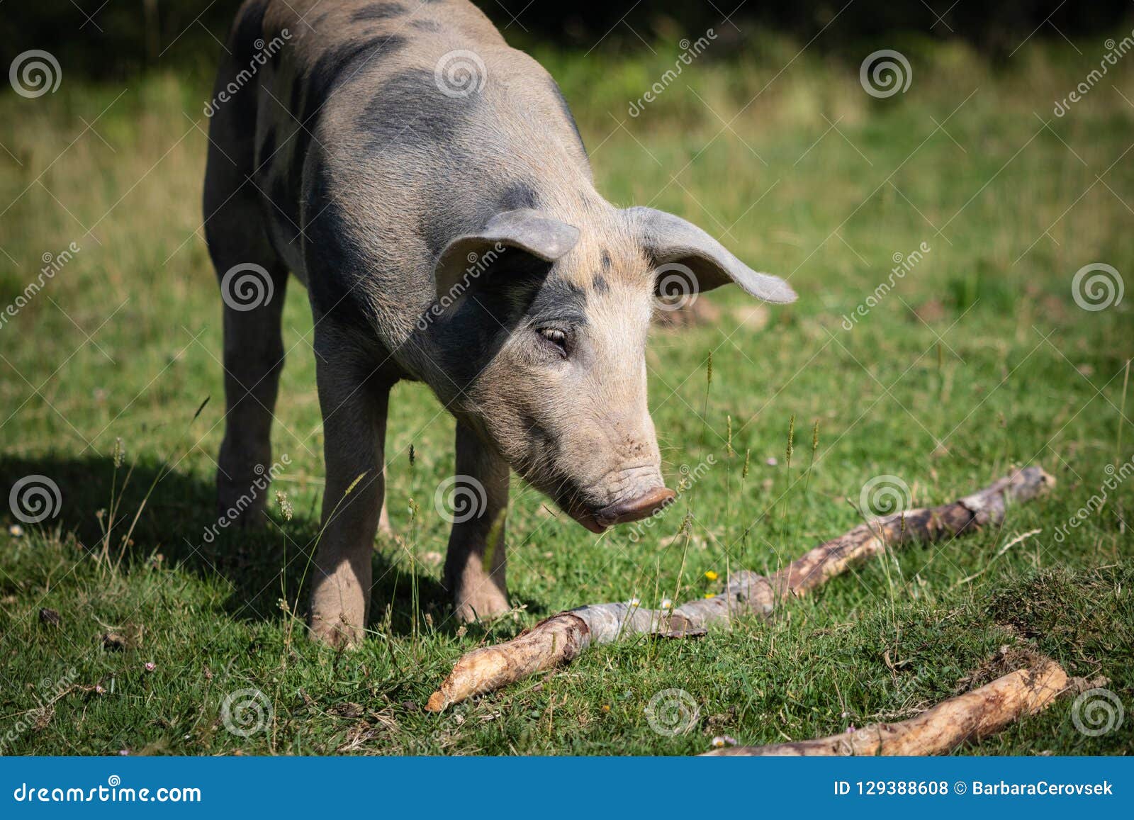 Close Up of Cute Hungry Pig Head Looking at Branches Stock Photo ...
