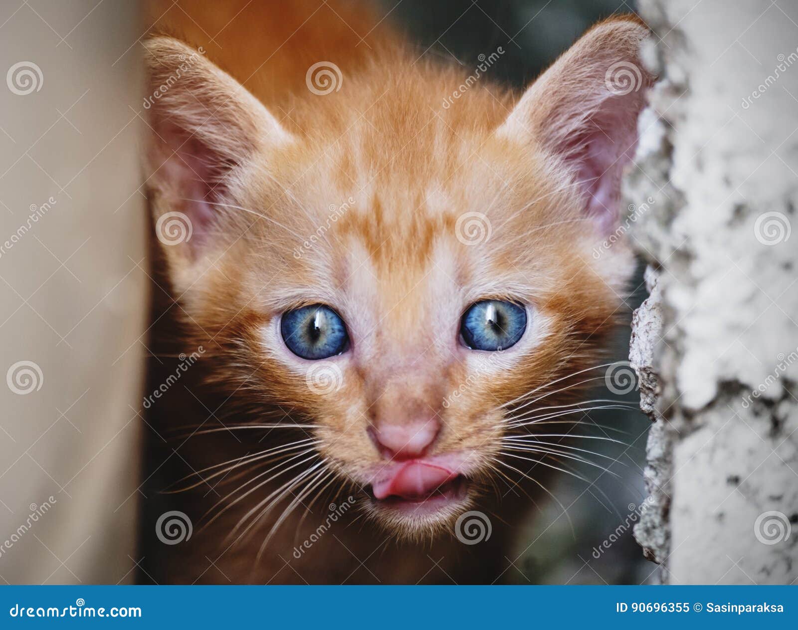 Close-up Cute Kitten Licking Lips Stock Image - Image of furry, lovely ...
