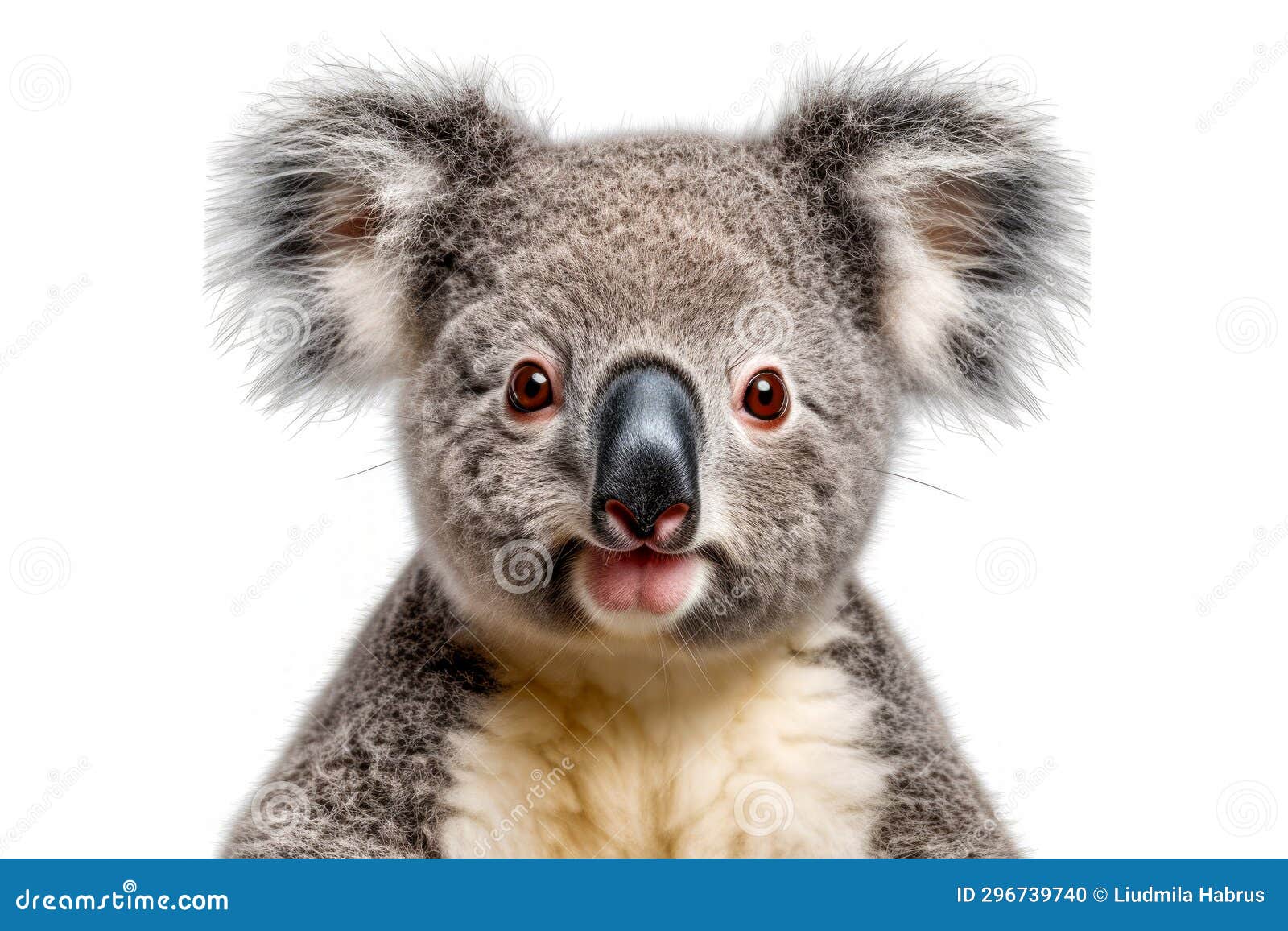 Close-up of a Cute Koala Bear Isolated on White Background Stock Photo ...