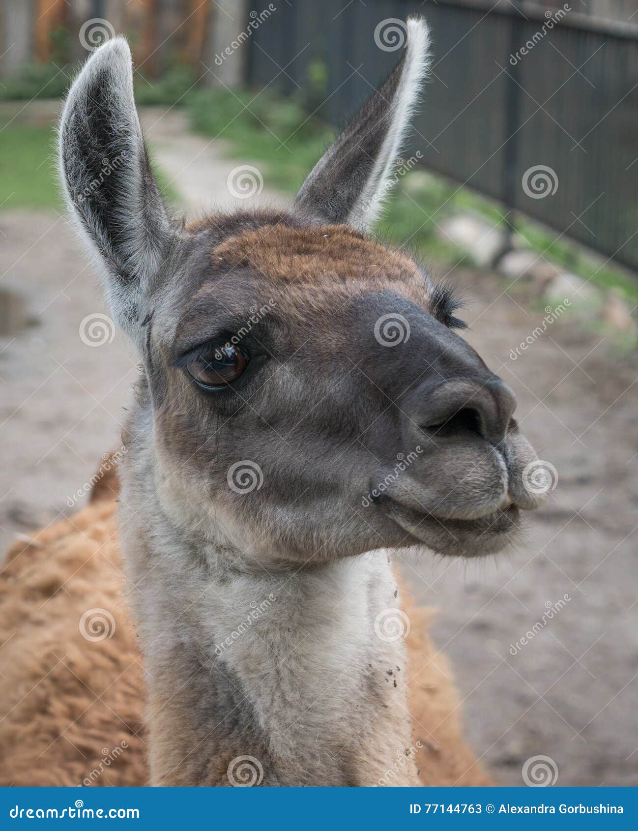 Close Up of Cute Lama Head with Hope in Eyes Stock Image - Image of ...