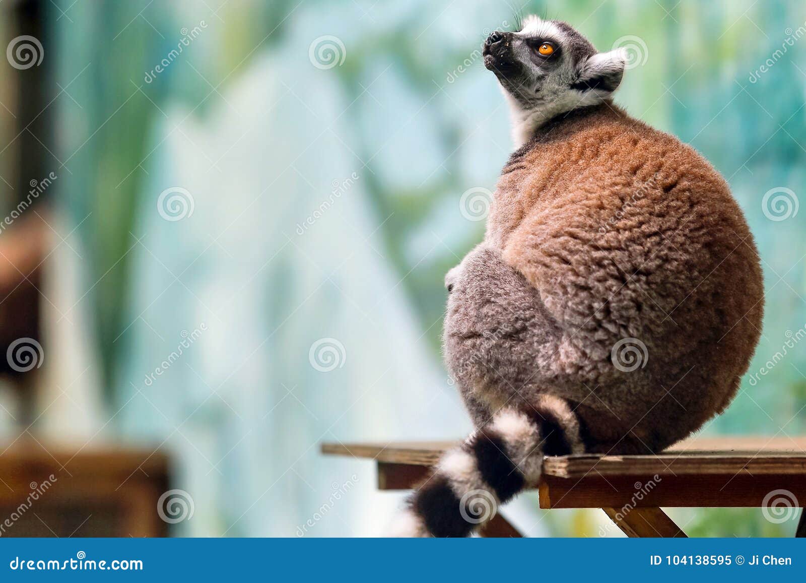 Close up of a cute lemur stock image. Image of portrait - 104138595
