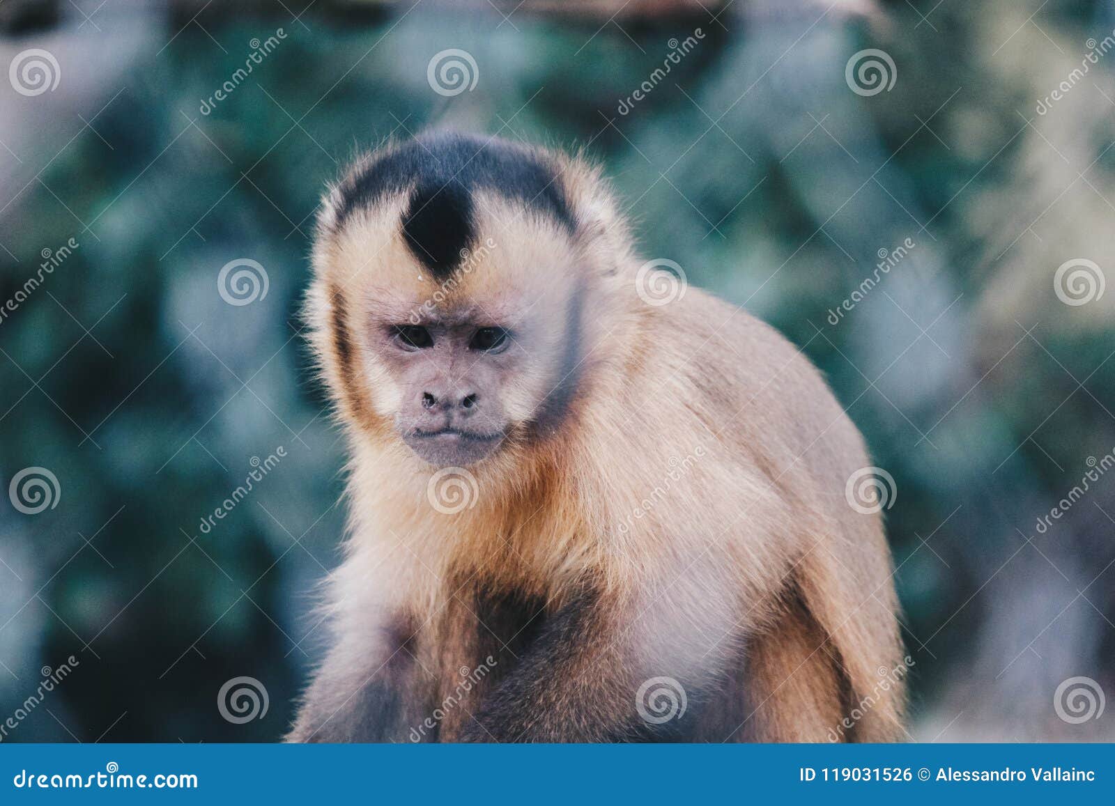 Close-Up of a Cute Little Monkey Stock Photo - Image of closeup ...