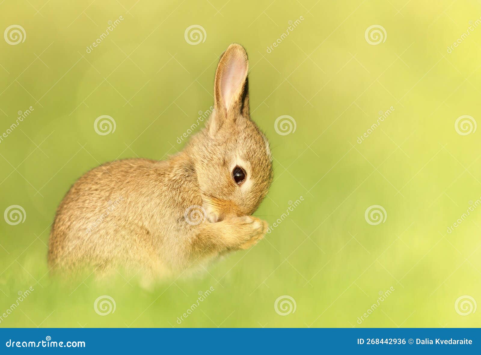 Close Up of a Cute Little Rabbit in Spring Stock Photo - Image of ...