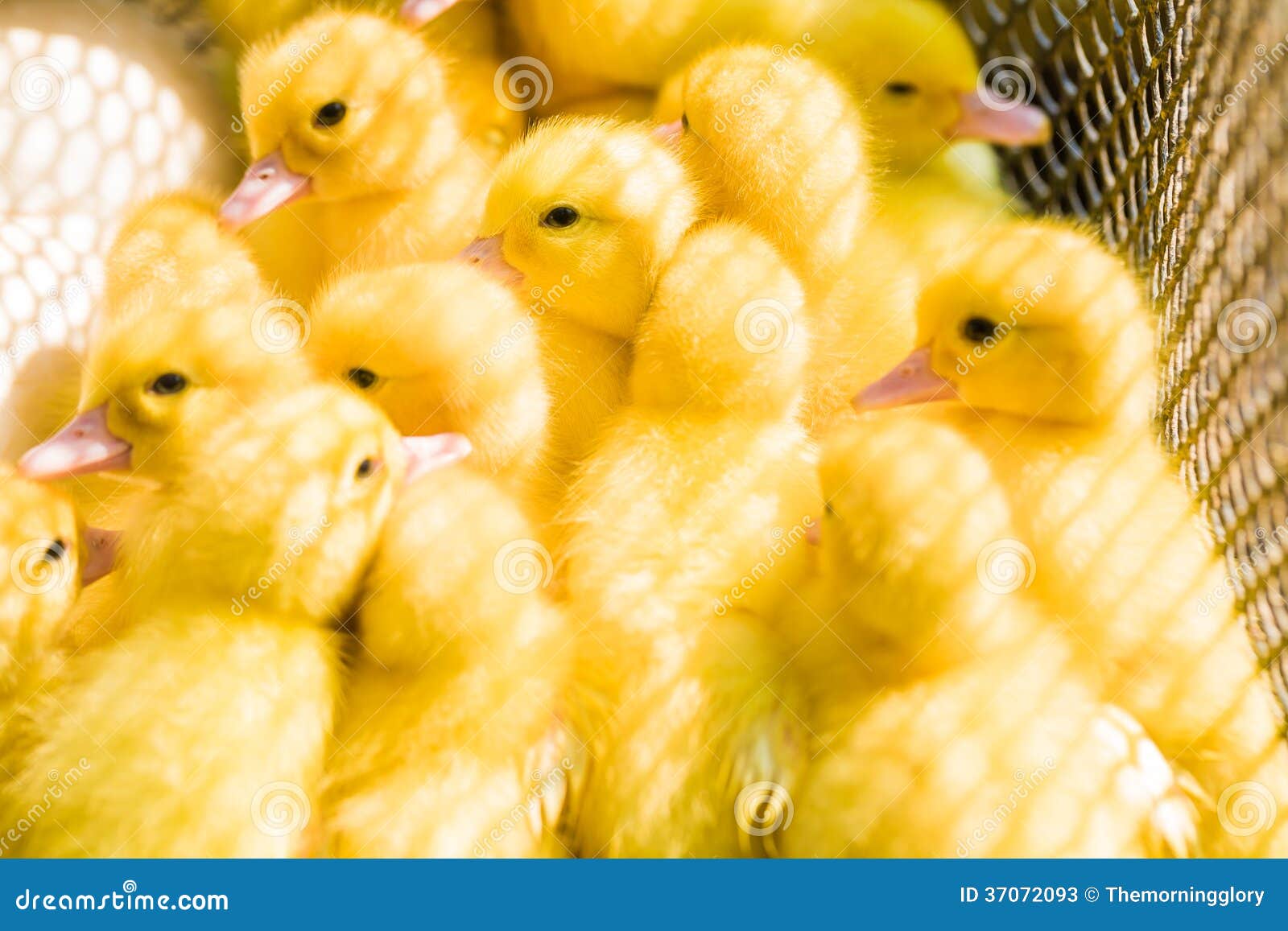 Close Up of Cute Little Yellow Duck Stock Image - Image of farm, beak ...