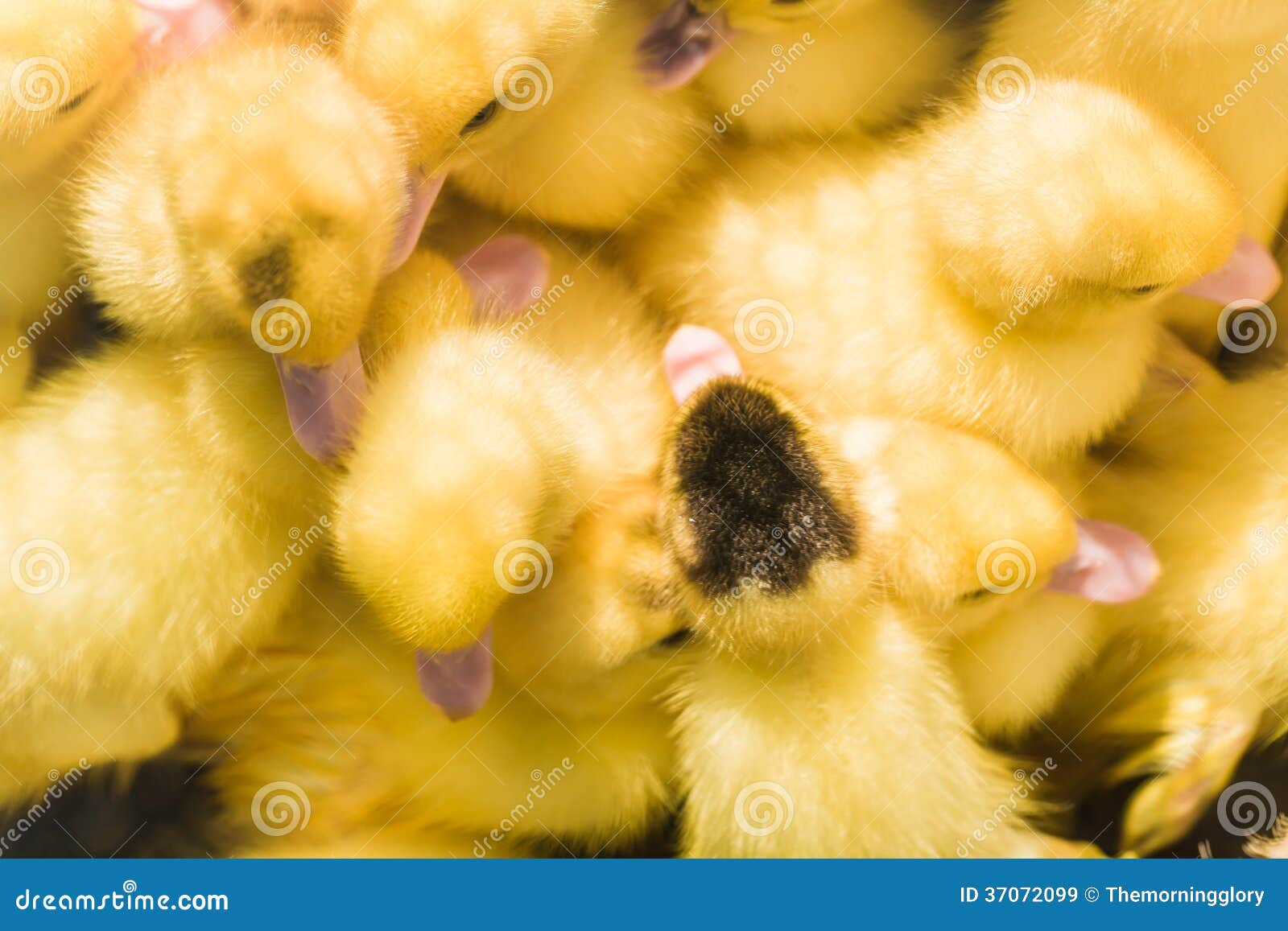 Close Up of Cute Little Yellow Duck Stock Image - Image of poultry ...