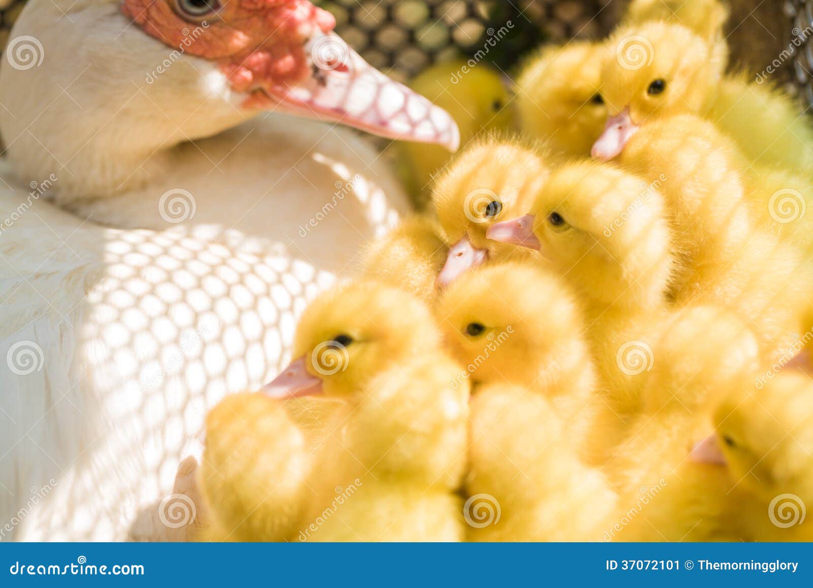 Close Up of Cute Little Yellow Duck Stock Image - Image of team ...