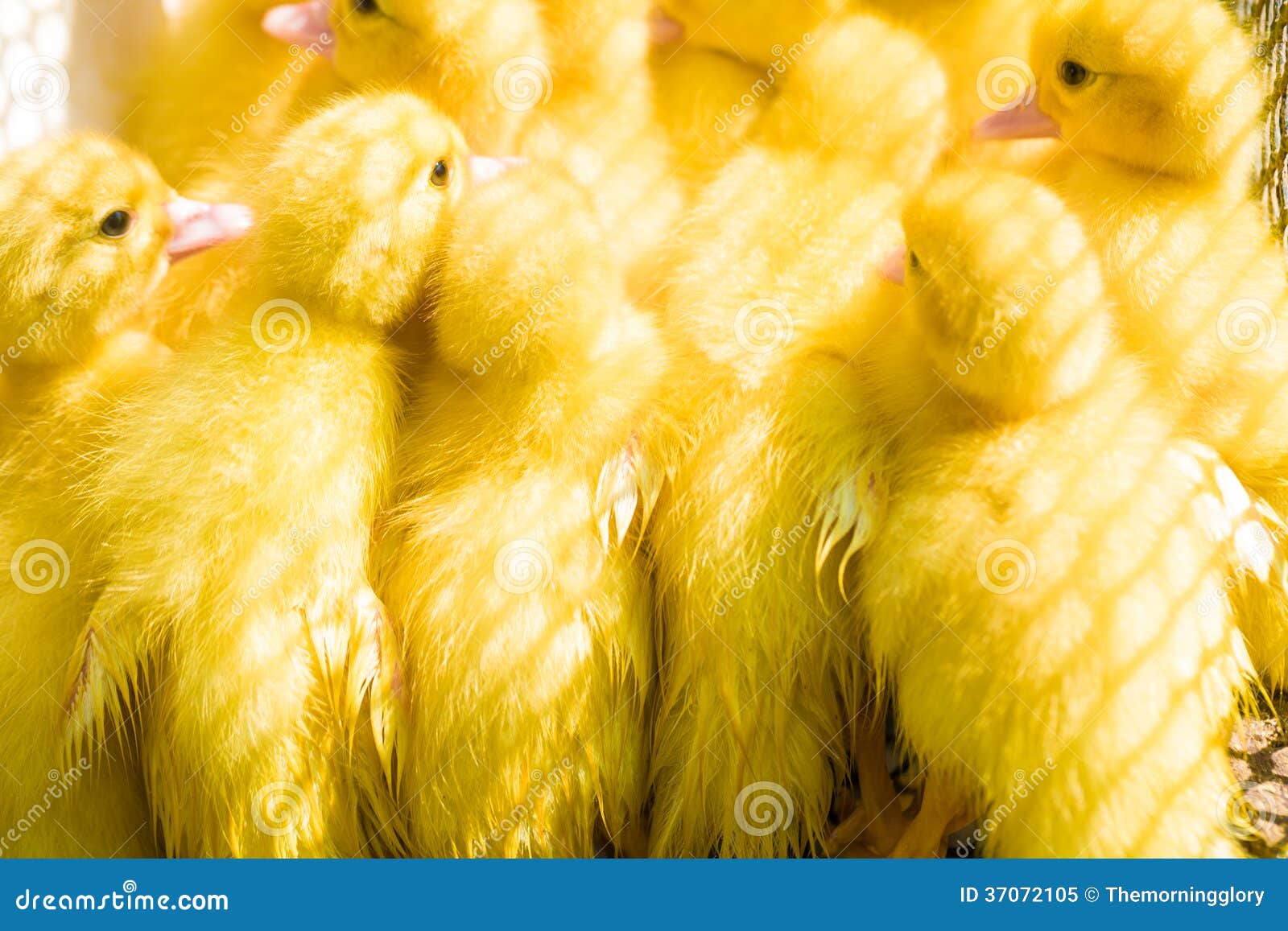 Close Up of Cute Little Yellow Duck Stock Image - Image of feathers ...