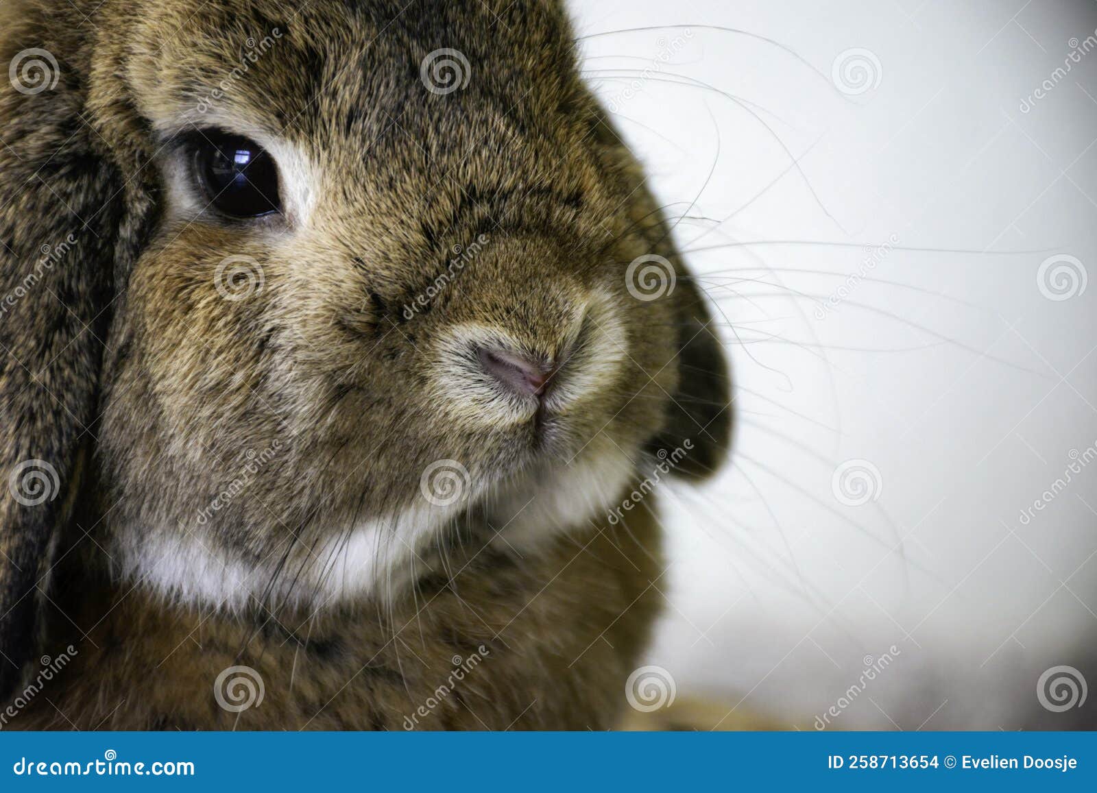 Close Up Cute Lop Ear Rabbit Bunny with Hanging Ears Stock Photo ...