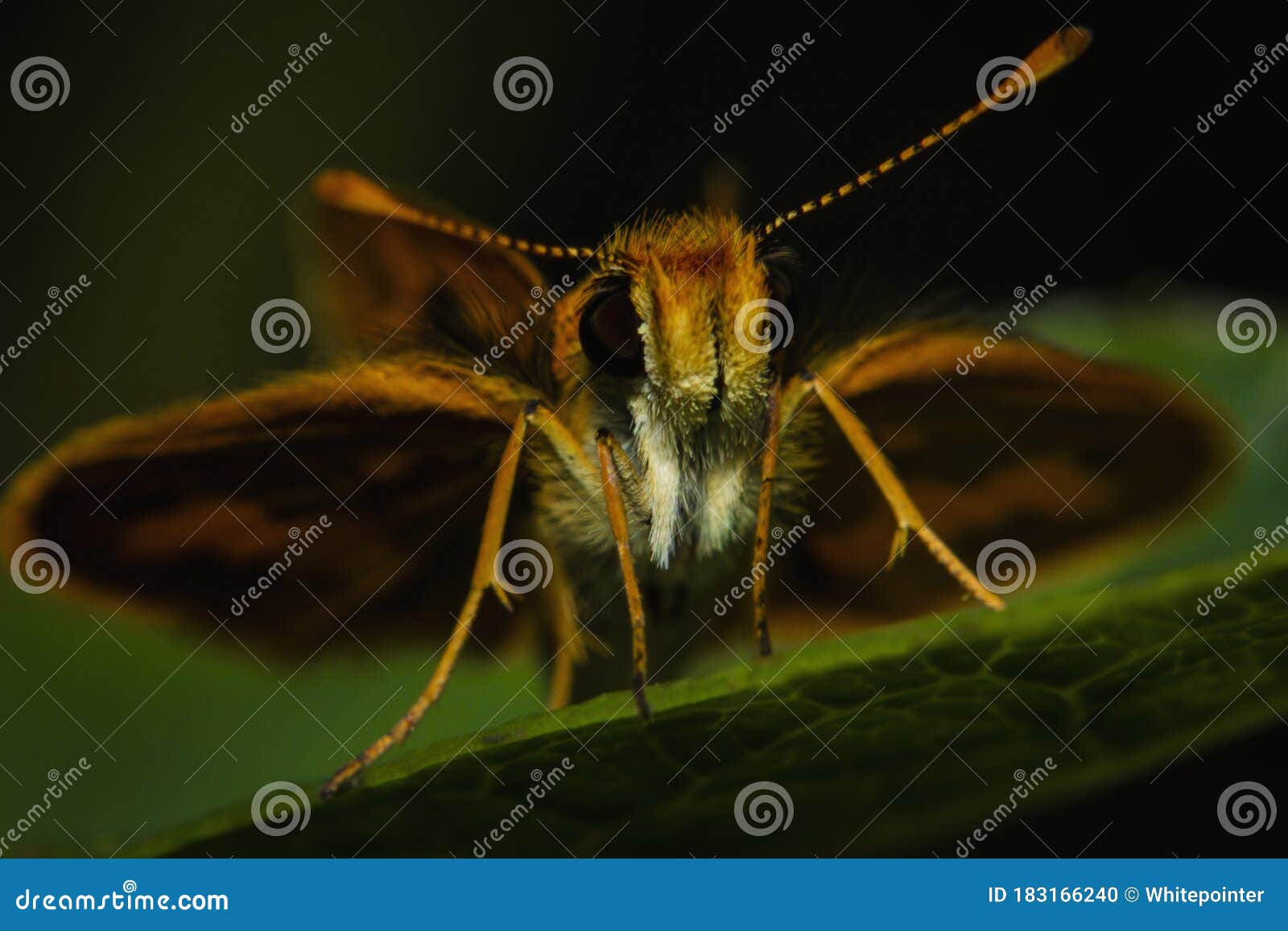Close-up Cute Orange Moth Resting on the Leaf Stock Photo - Image of ...