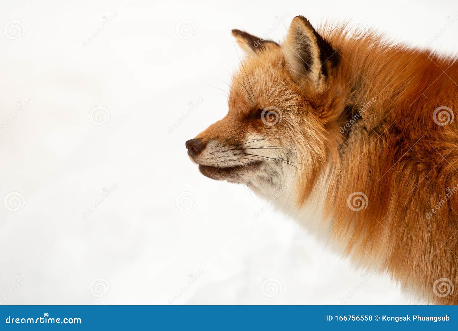 Close Up of Cute Orange and White Fox Muzzle Close-up in the Winter Fur ...