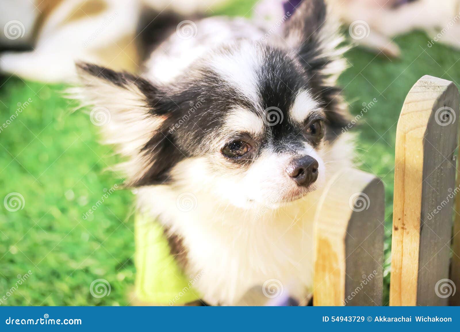 Close Up Cute Puppies in Cage Stock Image - Image of love, domestic ...