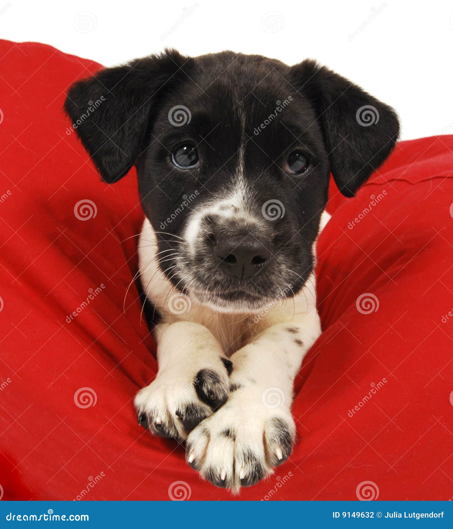 A Close Up of a Cute Puppy. Stock Photo - Image of mongrel, canine: 9149632