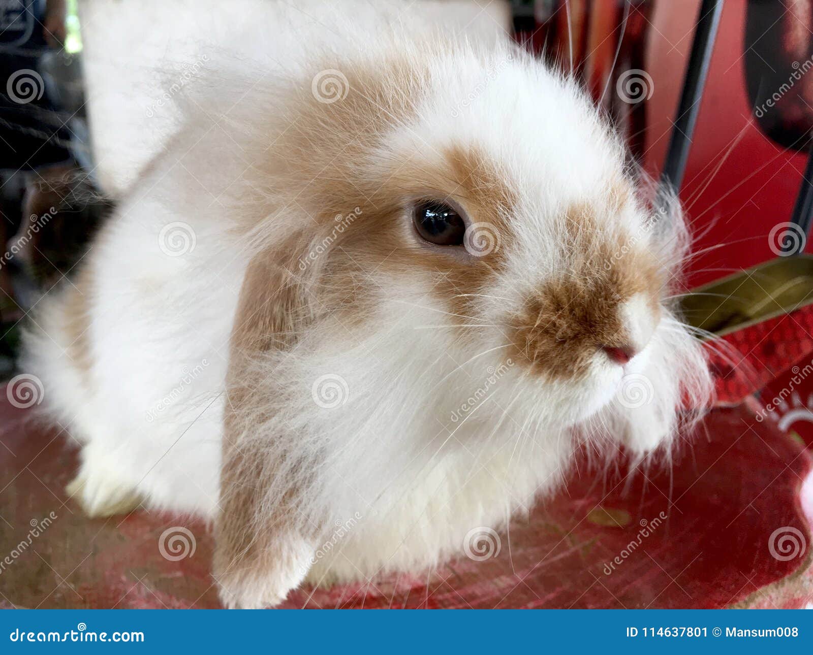 Cute rabbit on table stock image. Image of rabbit, close - 114637801