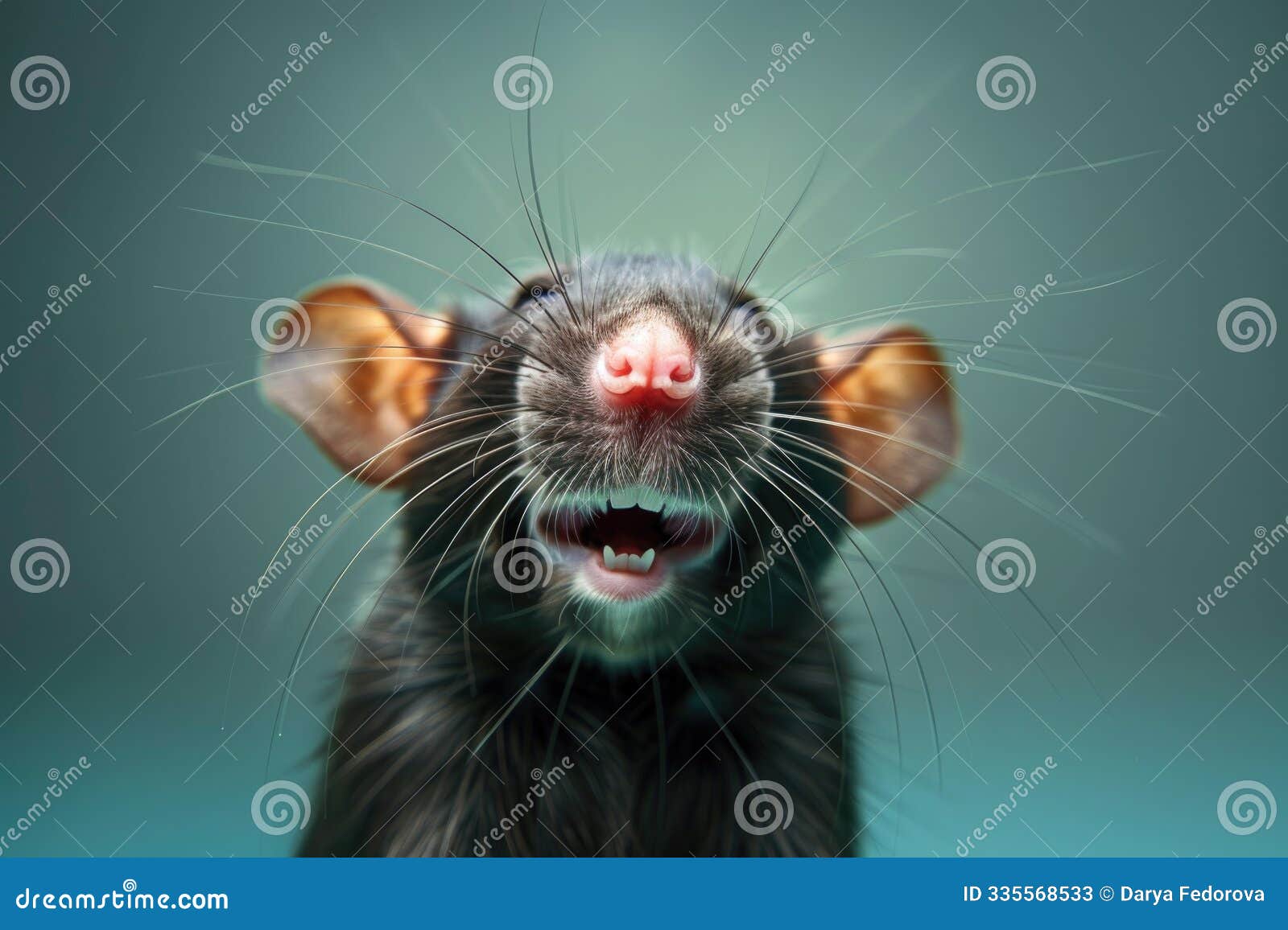 Close-Up of a Cute Rat with Open Mouth Showing Front Teeth Stock Image ...