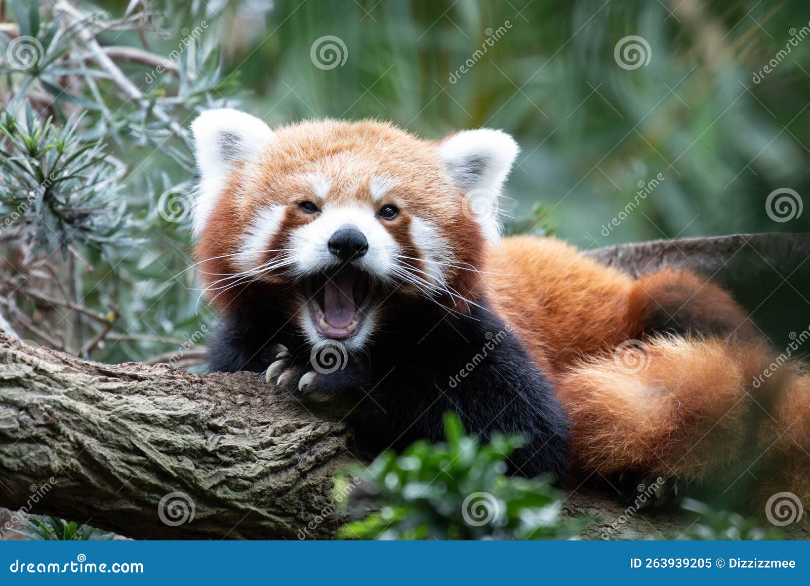 Close Up Cute Red Panda on the Tree Stock Image - Image of cute, design ...