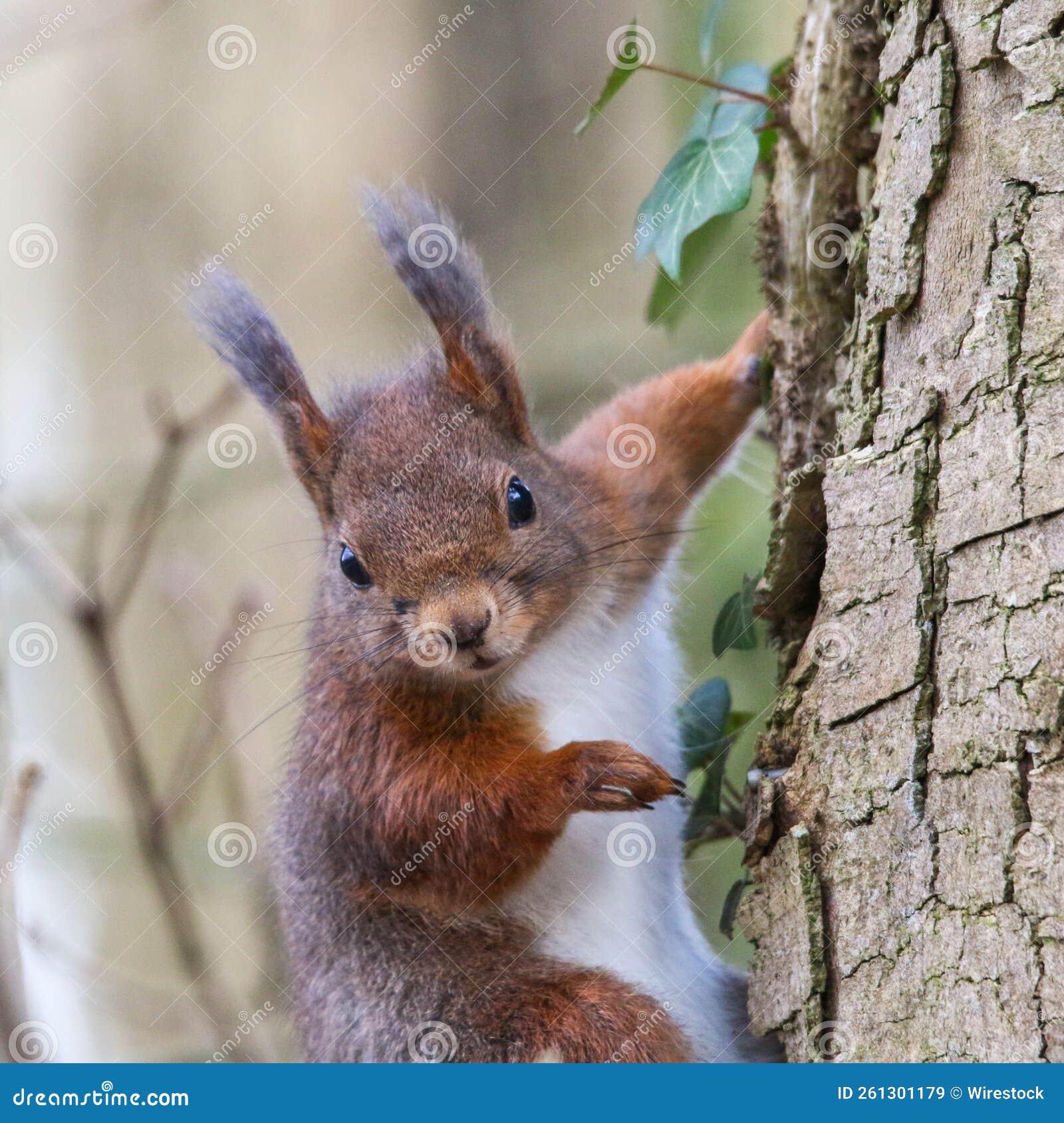 Close-up of a Cute Red Tree Squirrel (Sciurus Vulgaris Ognevi) Climbing ...