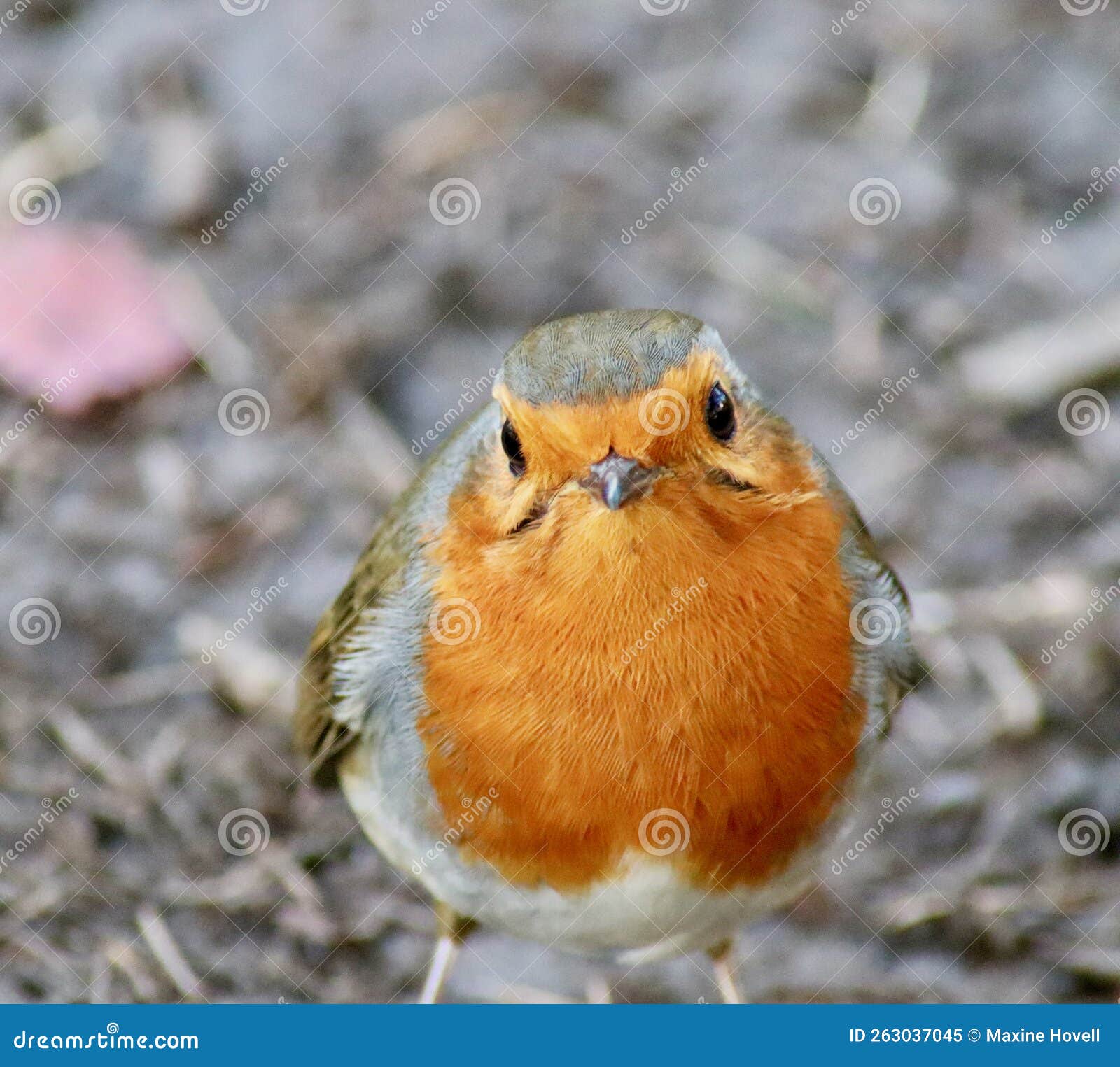 Close up of a cute robin stock image. Image of robin - 263037045