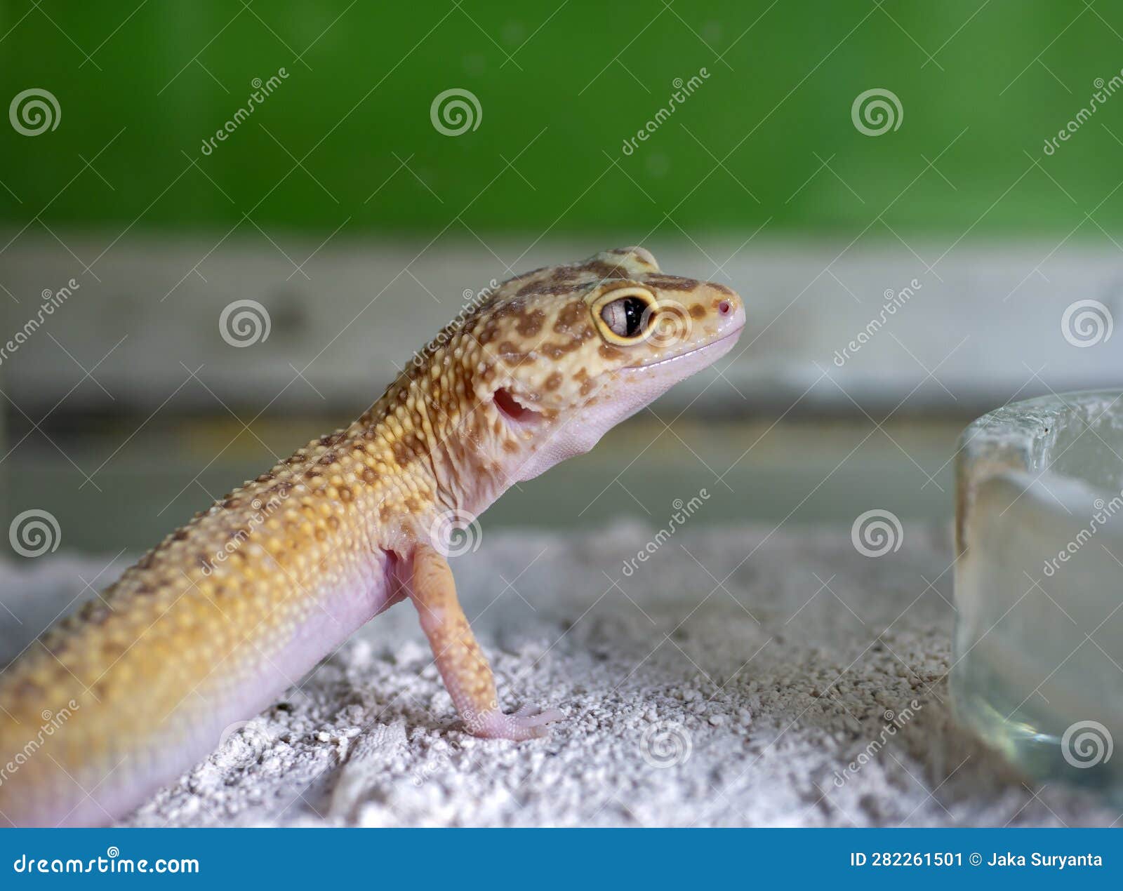 Close Up of a Cute Small Yellow Gecko (Gekko Gecko) Stock Image - Image ...