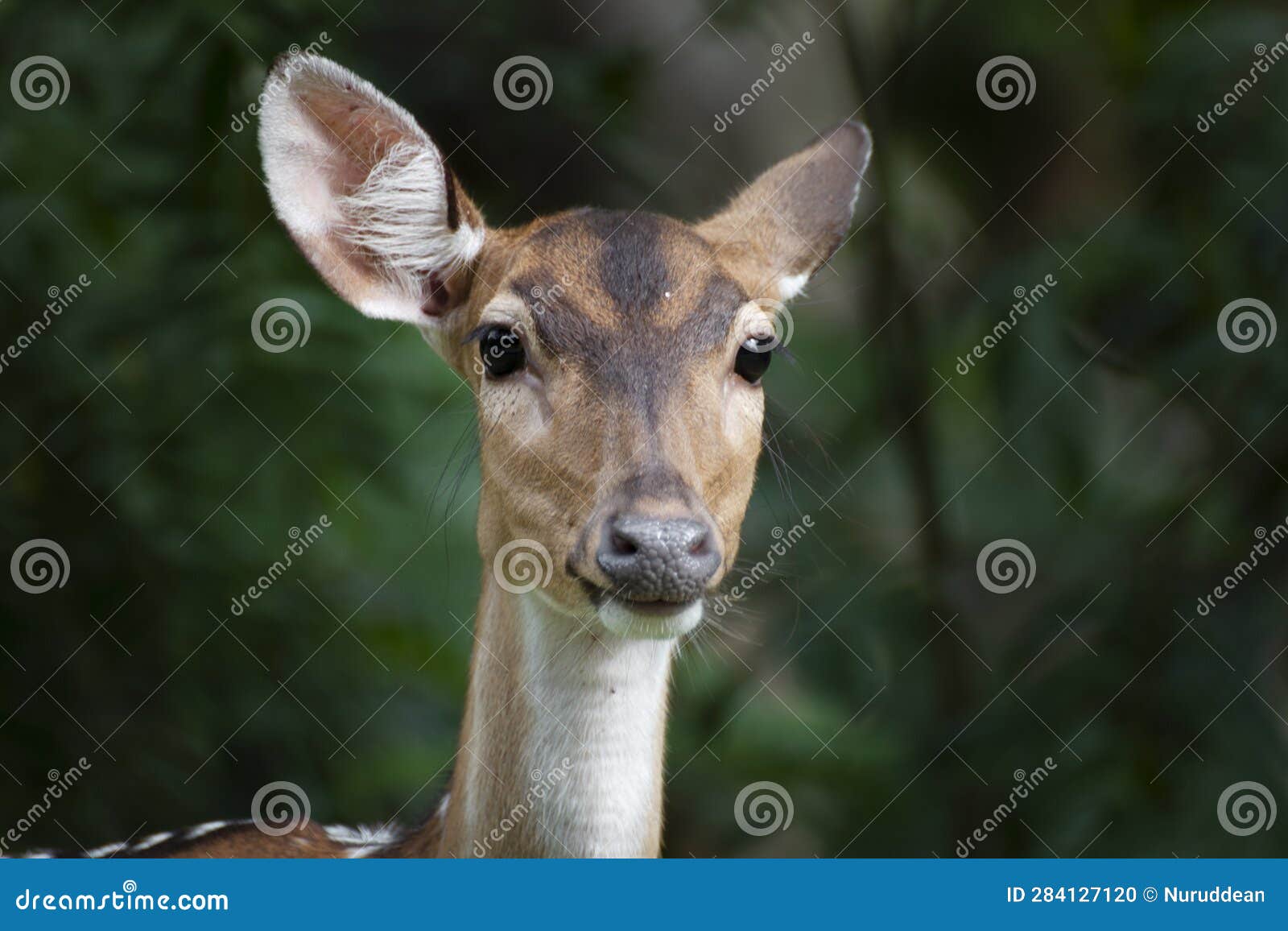 Close-up of Cute Spotted Fallow Deer Stock Photo - Image of nature ...
