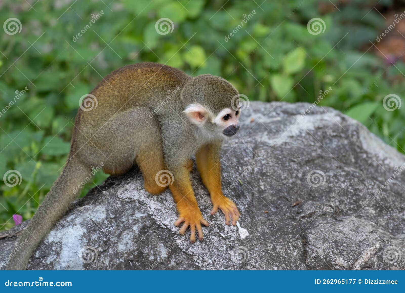 Close Up Cute Squirrel Money , Saimiri Sciureus Stock Image - Image of ...