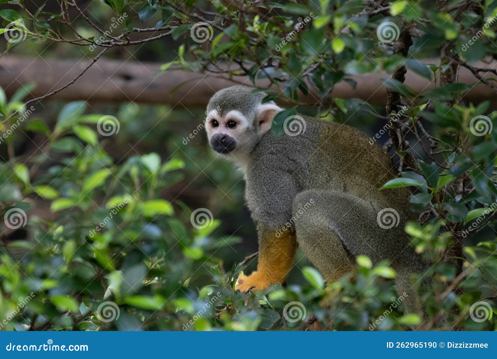 Close Up Cute Squirrel Money , Saimiri Sciureus Stock Photo - Image of ...