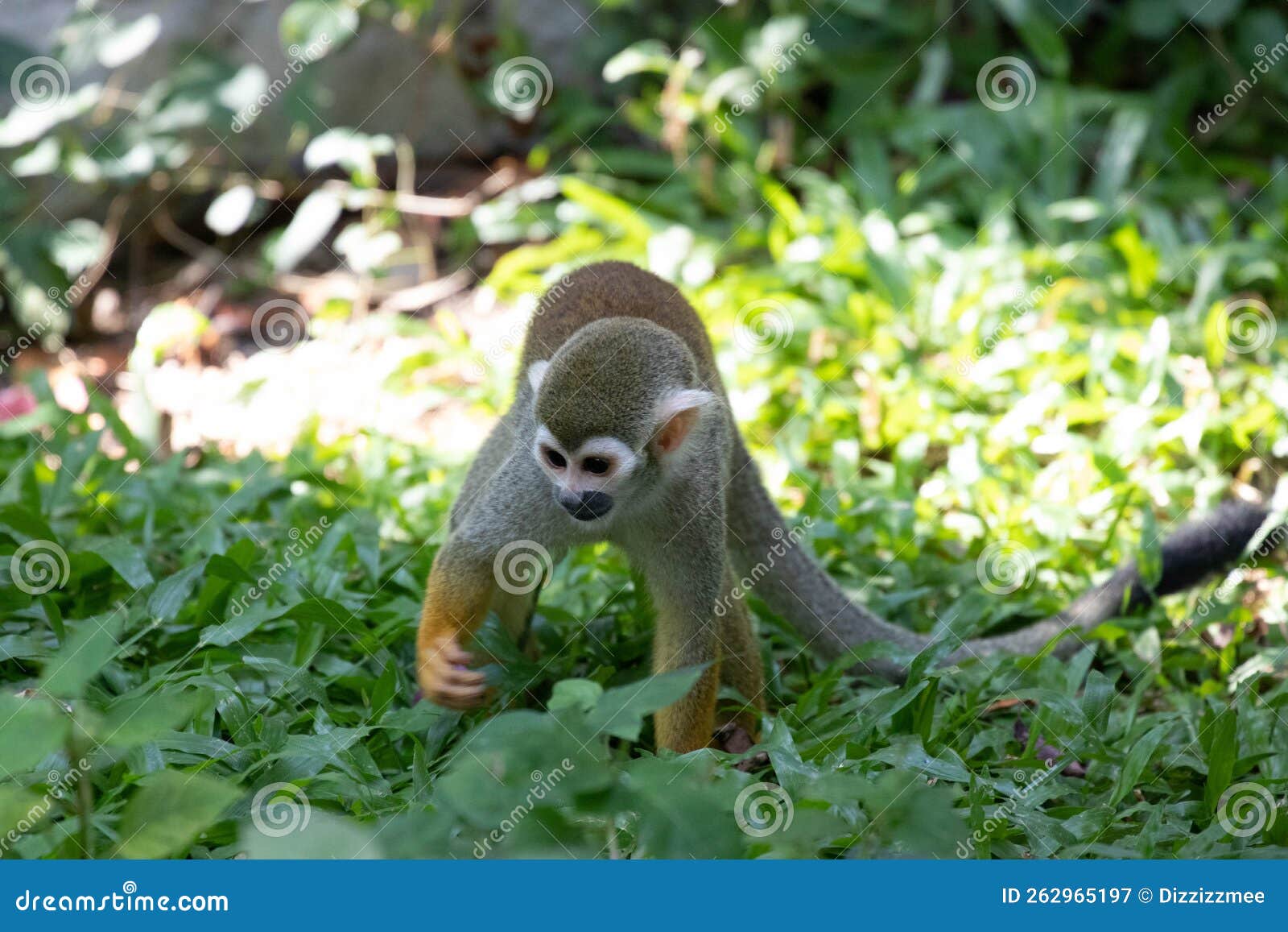 Close Up Cute Squirrel Money , Saimiri Sciureus Stock Image - Image of ...