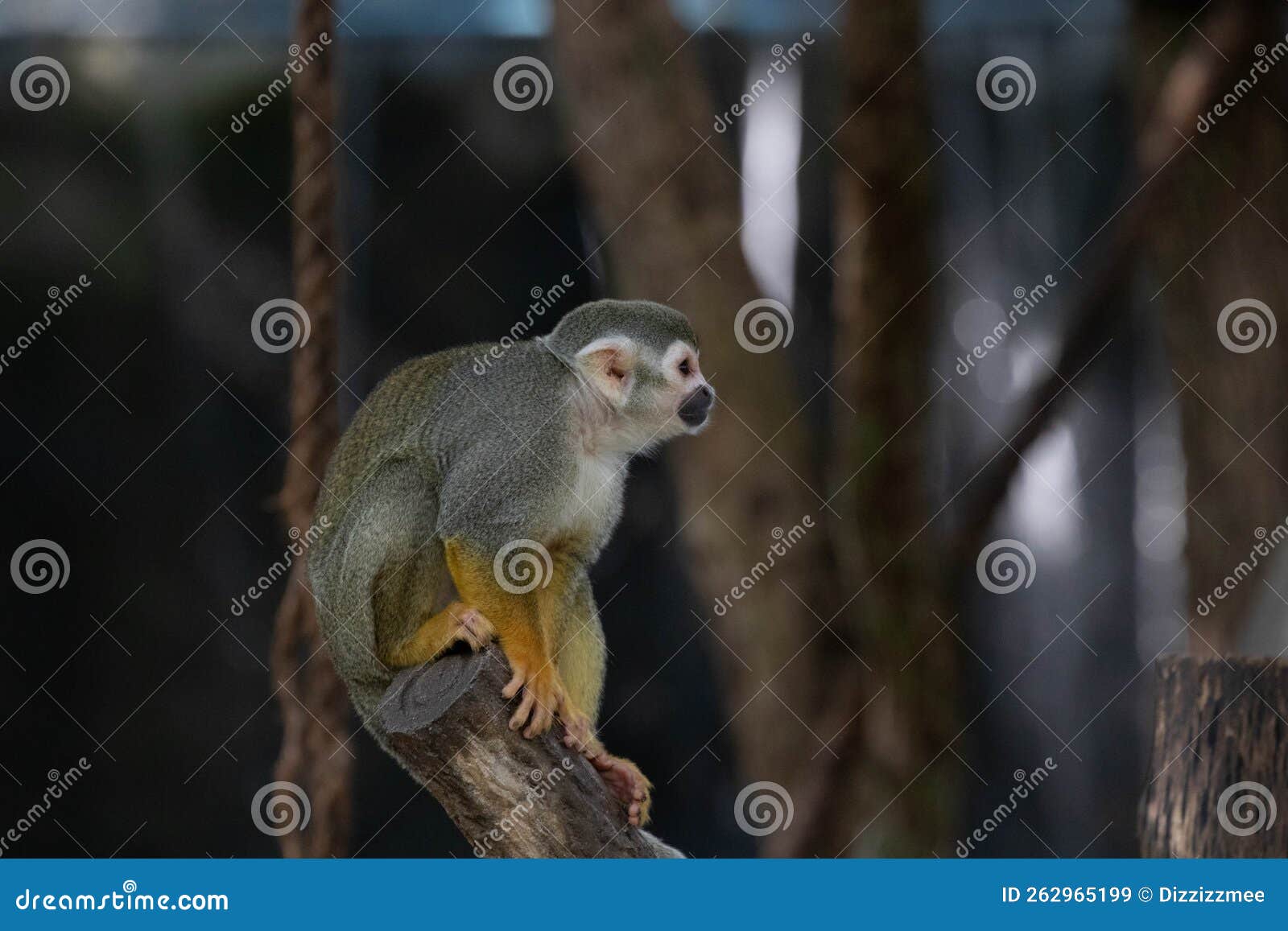 Close Up Cute Squirrel Money , Saimiri Sciureus Stock Image - Image of ...