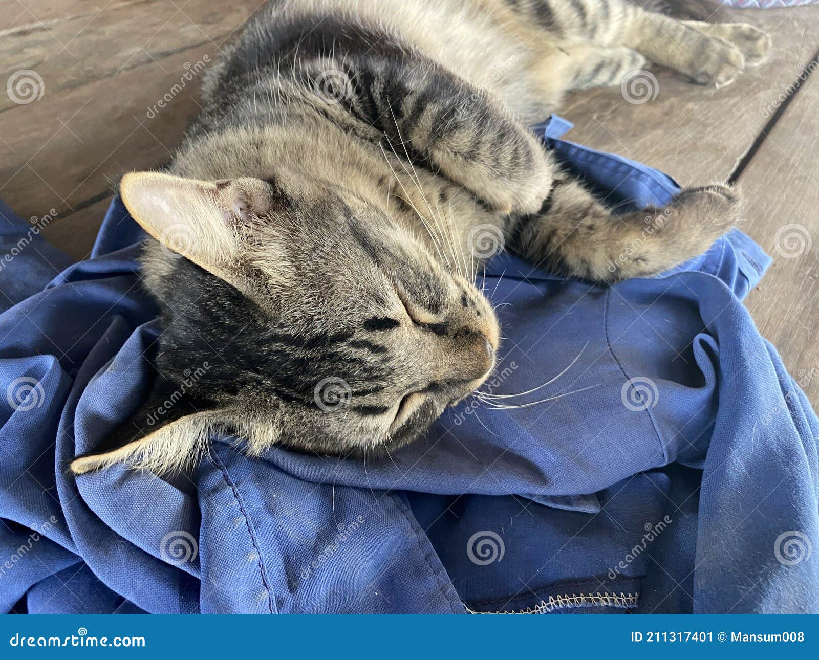 Cute tabby cat on fabric stock image. Image of portrait - 211317401