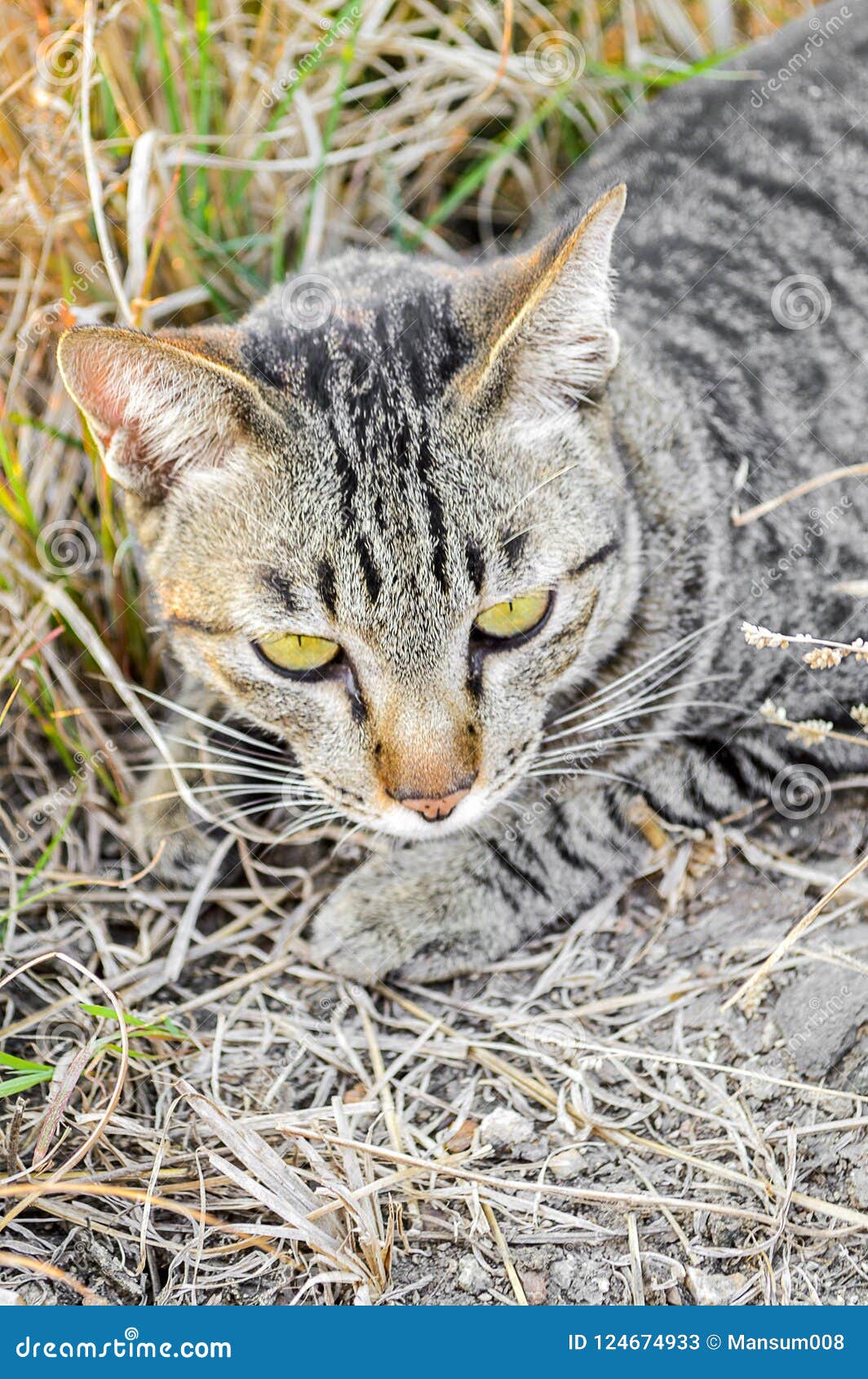 Cute Tabby Cat on the Ground Stock Image - Image of animal, nature ...