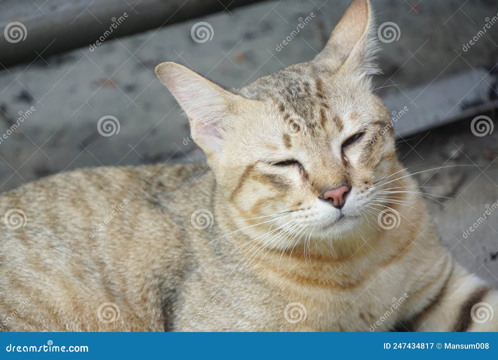 Cute Tabby Cat on the Ground Stock Image - Image of hair, pretty: 247434817