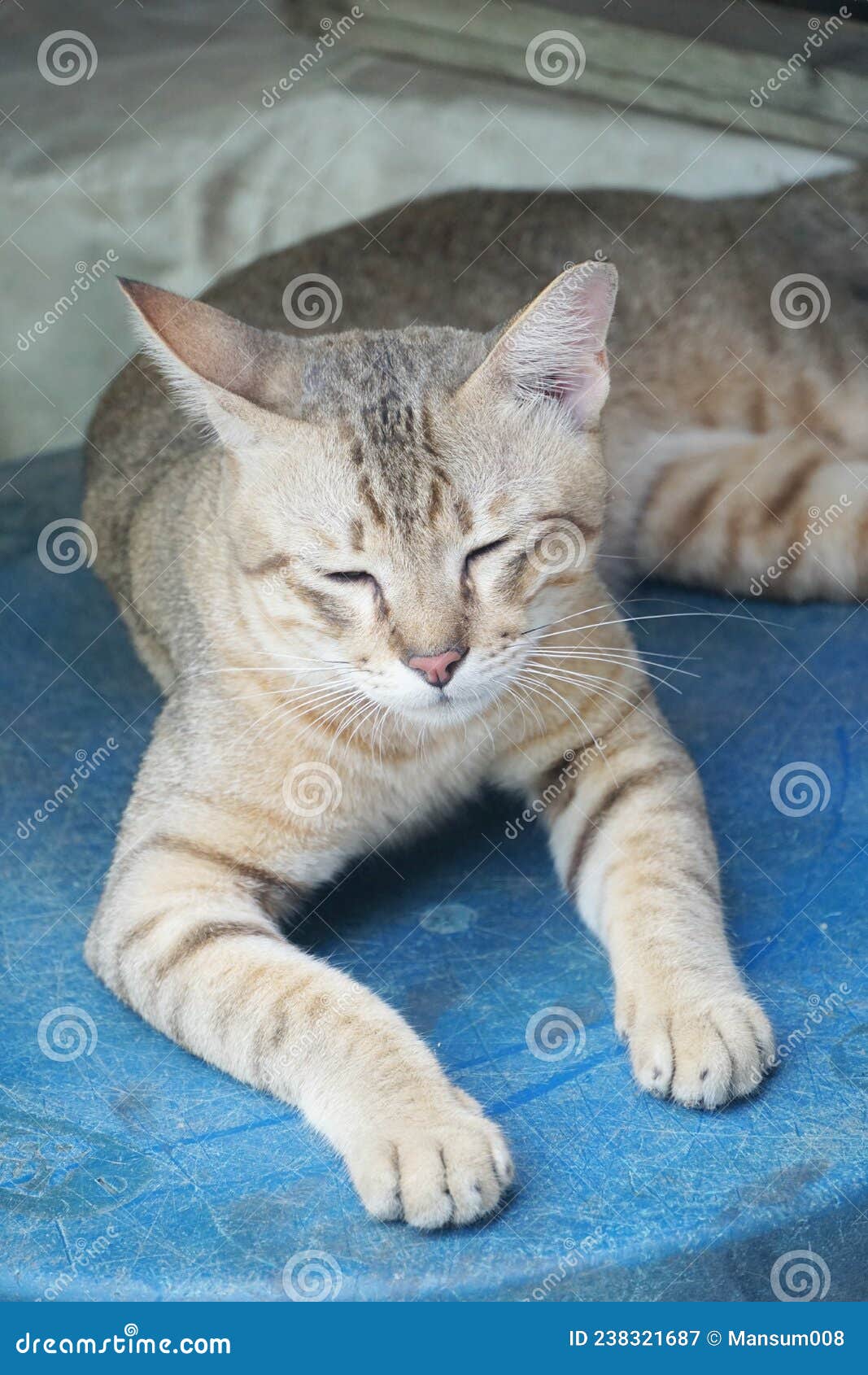 Cute tabby cat on table stock image. Image of animal - 238321687