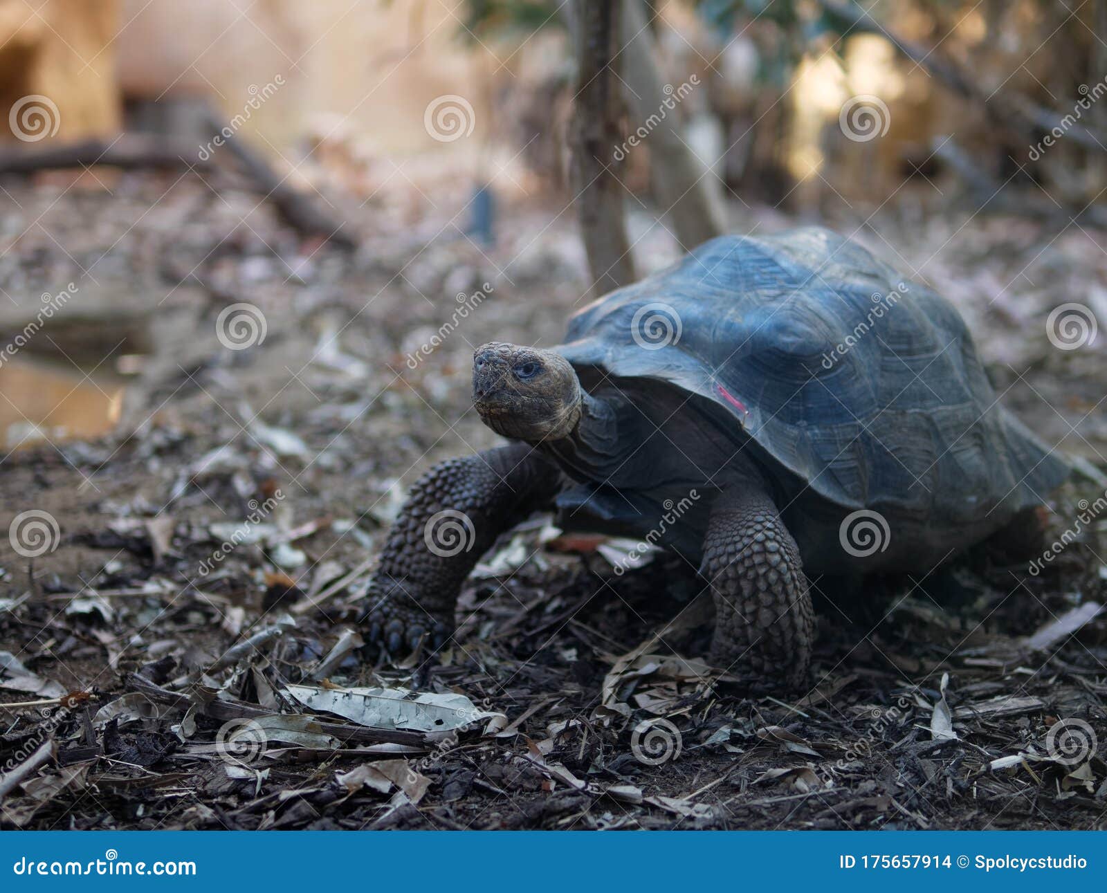 Close-up of Aldabra Giant Tortoise Looking at the Camera Stock Photo ...