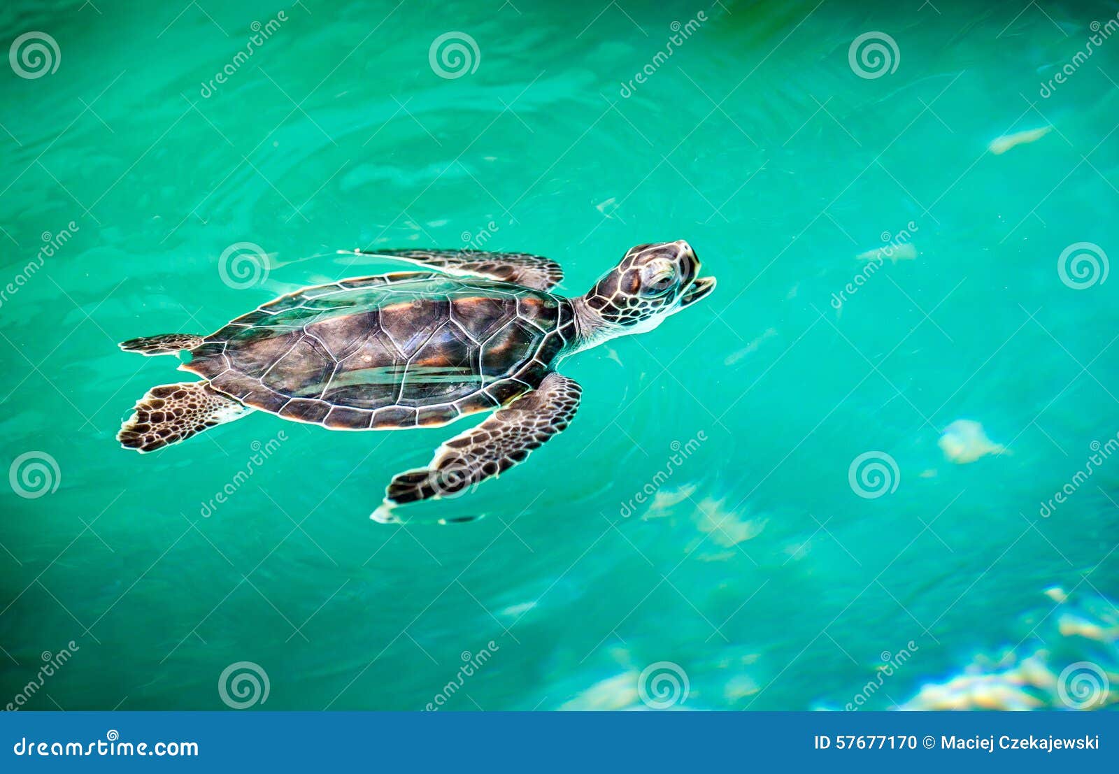 Close up of cute turtle stock photo. Image of background - 57677170
