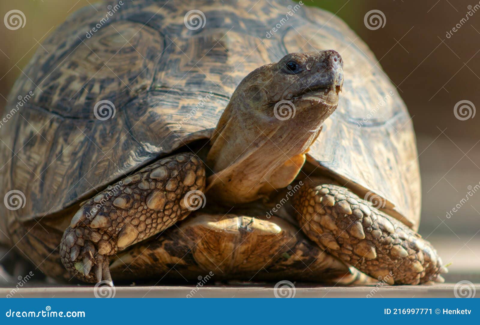 Close Up of a Cute Turtle Lying in the Green Grass Stock Image - Image ...