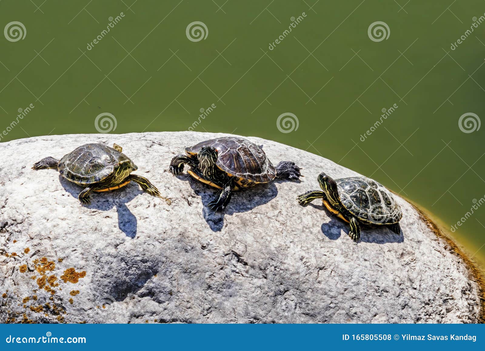 Close Up Cute Turtles in Nature. Stock Photo - Image of closeup, pond ...