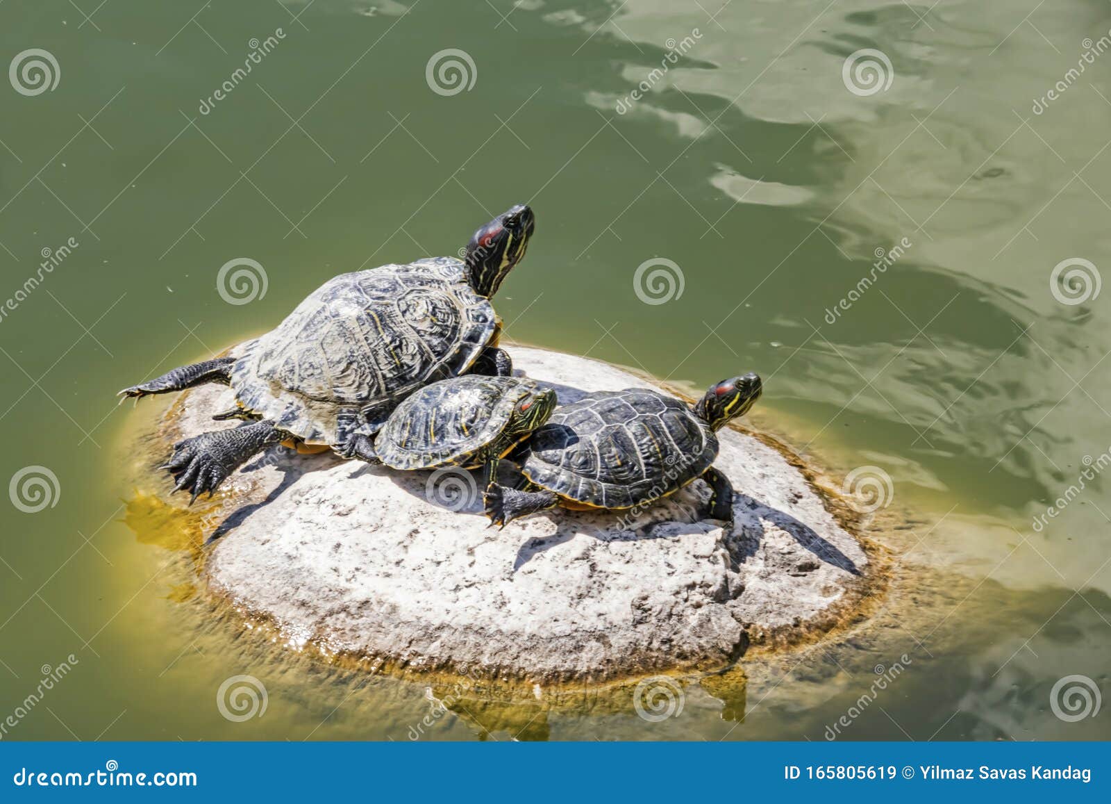 Close Up Cute Turtles in Nature. Stock Image - Image of coral, design ...