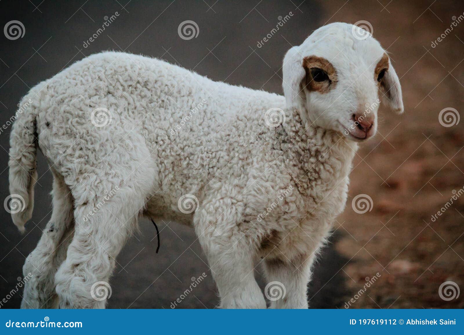 Close Up of Cute White Indian Sheep Stock Photo - Image of animal, cute ...