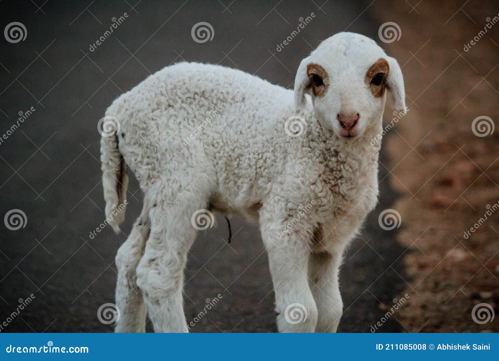 Close Up of Cute White Indian Sheep Stock Photo - Image of farmer, farm ...