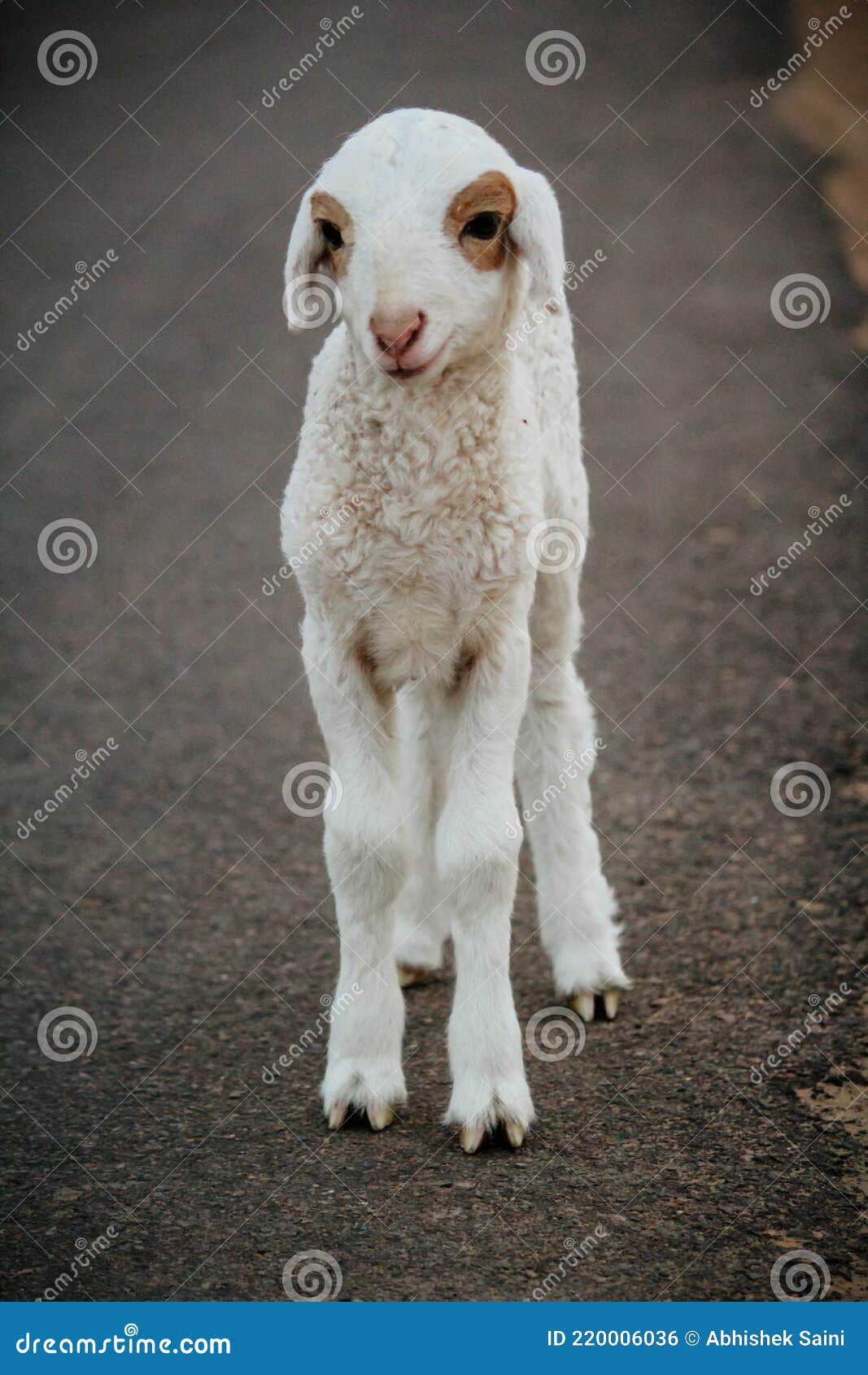 Close Up of Cute White Indian Sheep Stock Photo - Image of rural, sheep ...