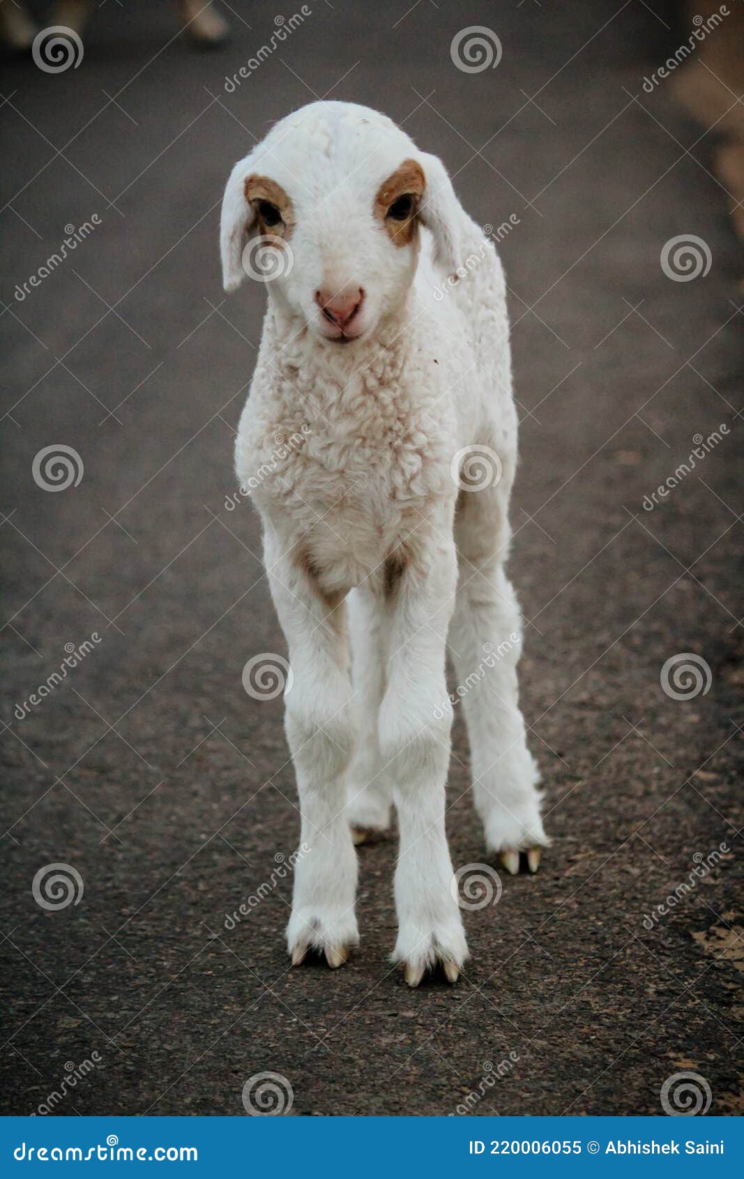 Close Up of Cute White Indian Sheep Stock Image - Image of agriculture ...