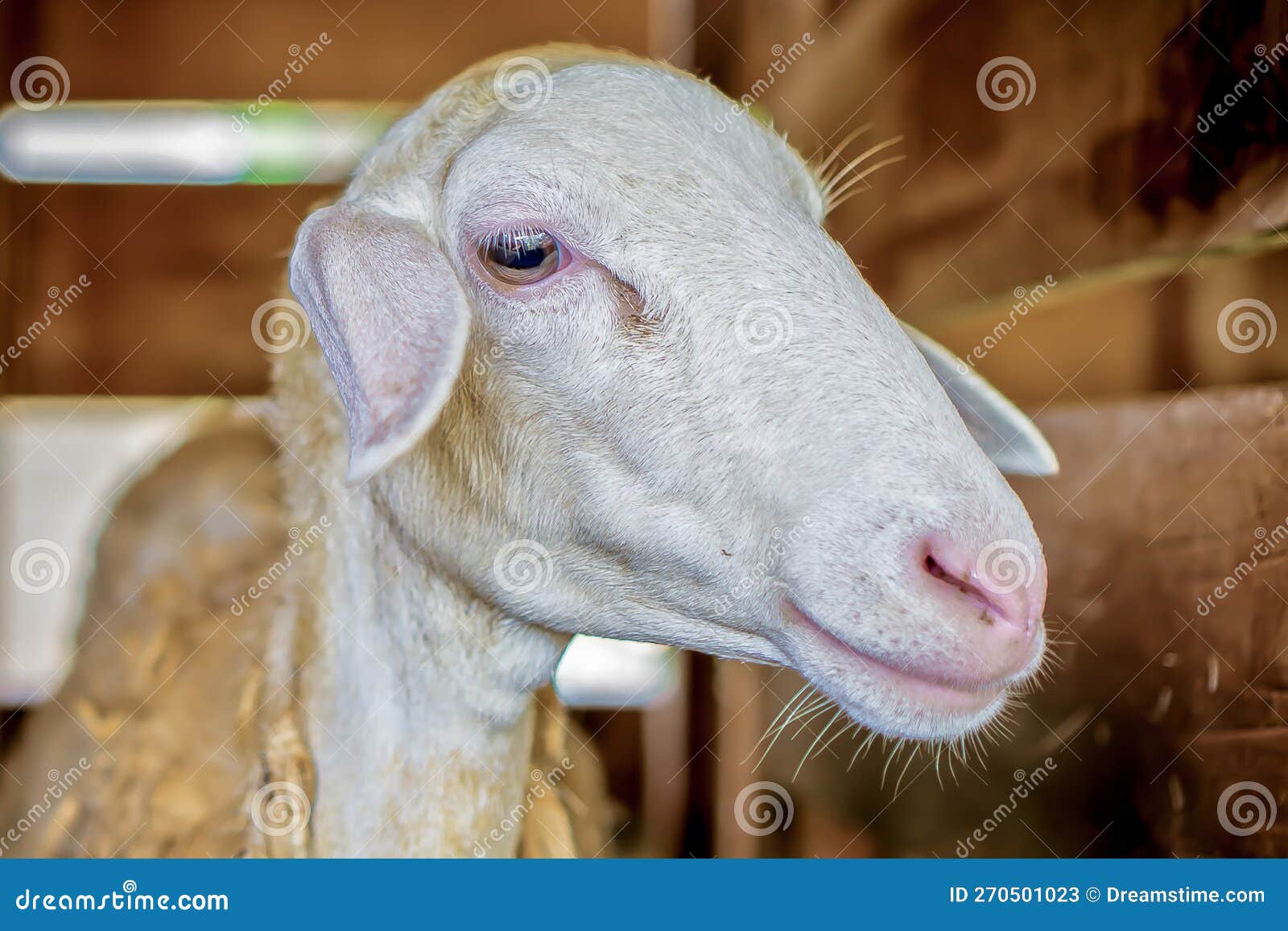 Close Up of Cute White Sheep in a Cage. Stock Image - Image of ...