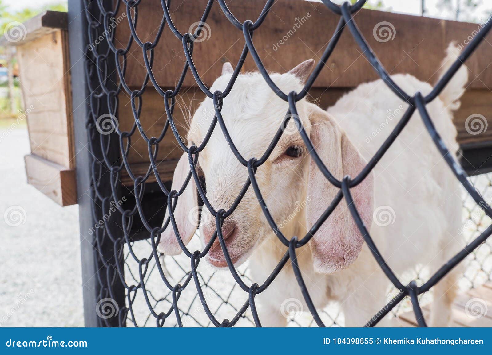Cute White Sheep in the Cage Stock Image - Image of prison, young ...