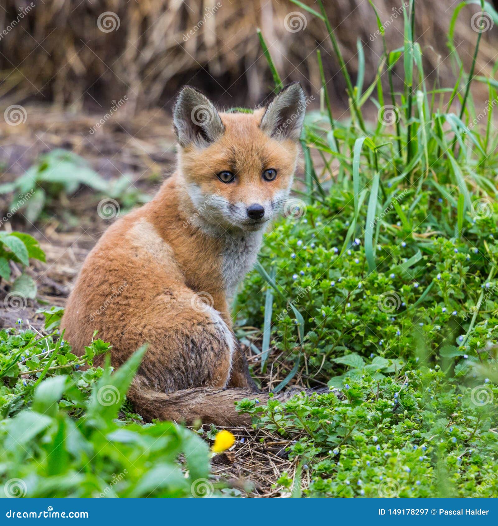 Close-up Cute Young Baby Red Fox Cub Vulpes Sitting Stock Image - Image ... Close-up Cute Young Baby Red Fox Cub Vulpes Sitting Stock Image - Image ...