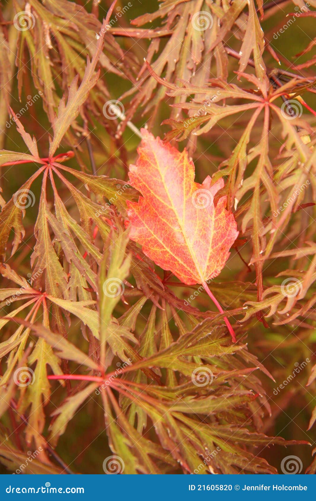 Close Up on Cutleaf Maple Leaves in Fall Stock Photo - Image of outside ...