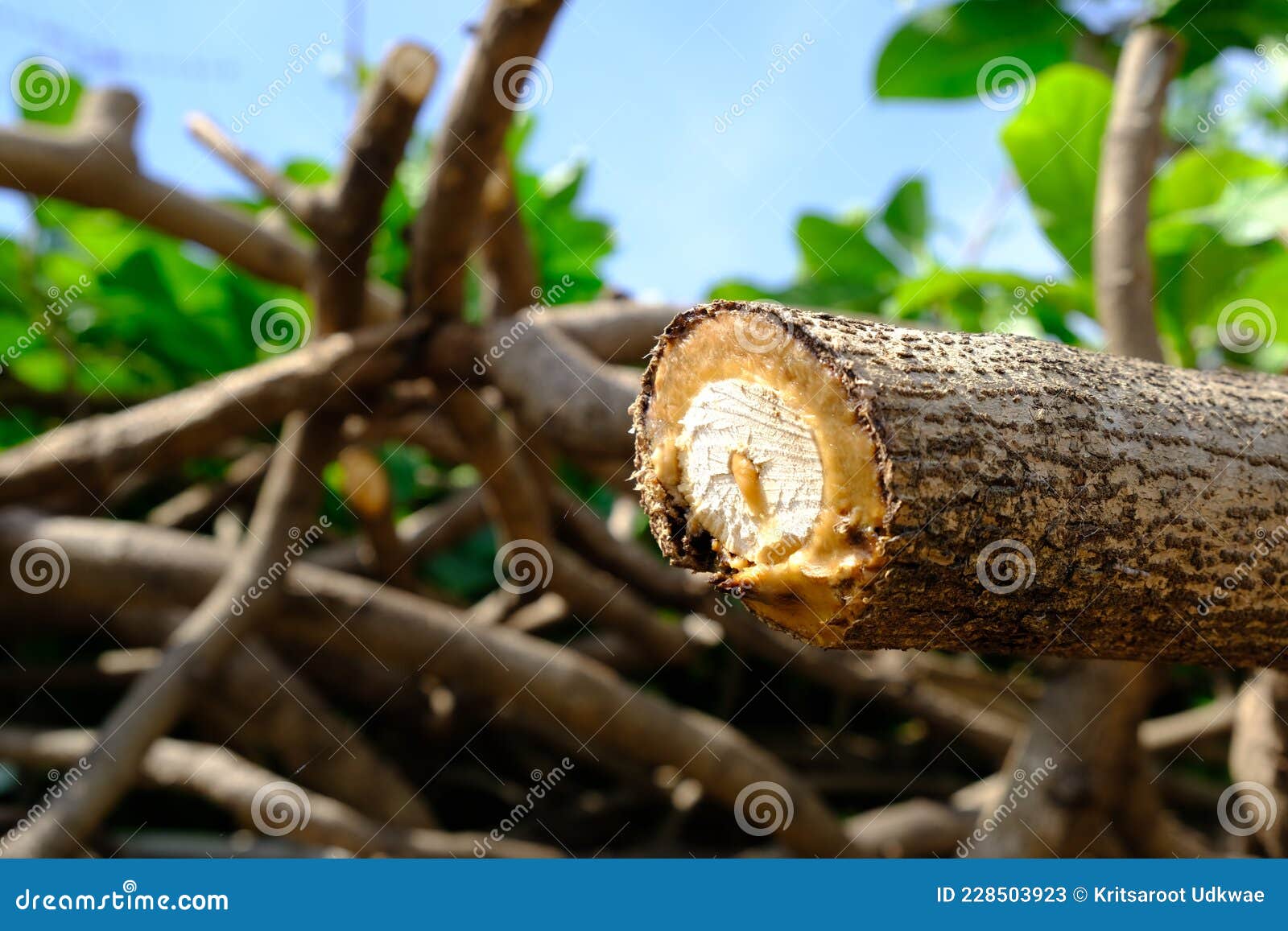 Close Up of a Cutted Tree Branch. Stock Image - Image of natural ...