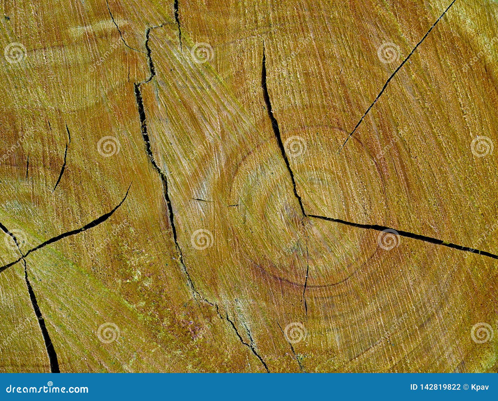 Close Up of Cutten Tree Trunk. Stock Photo - Image of closeup, park ...