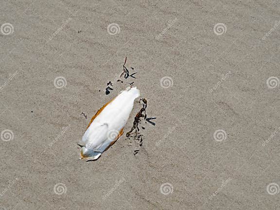 Close-up of a Cuttlebone Washed Up on the Beach Stock Photo - Image of ...