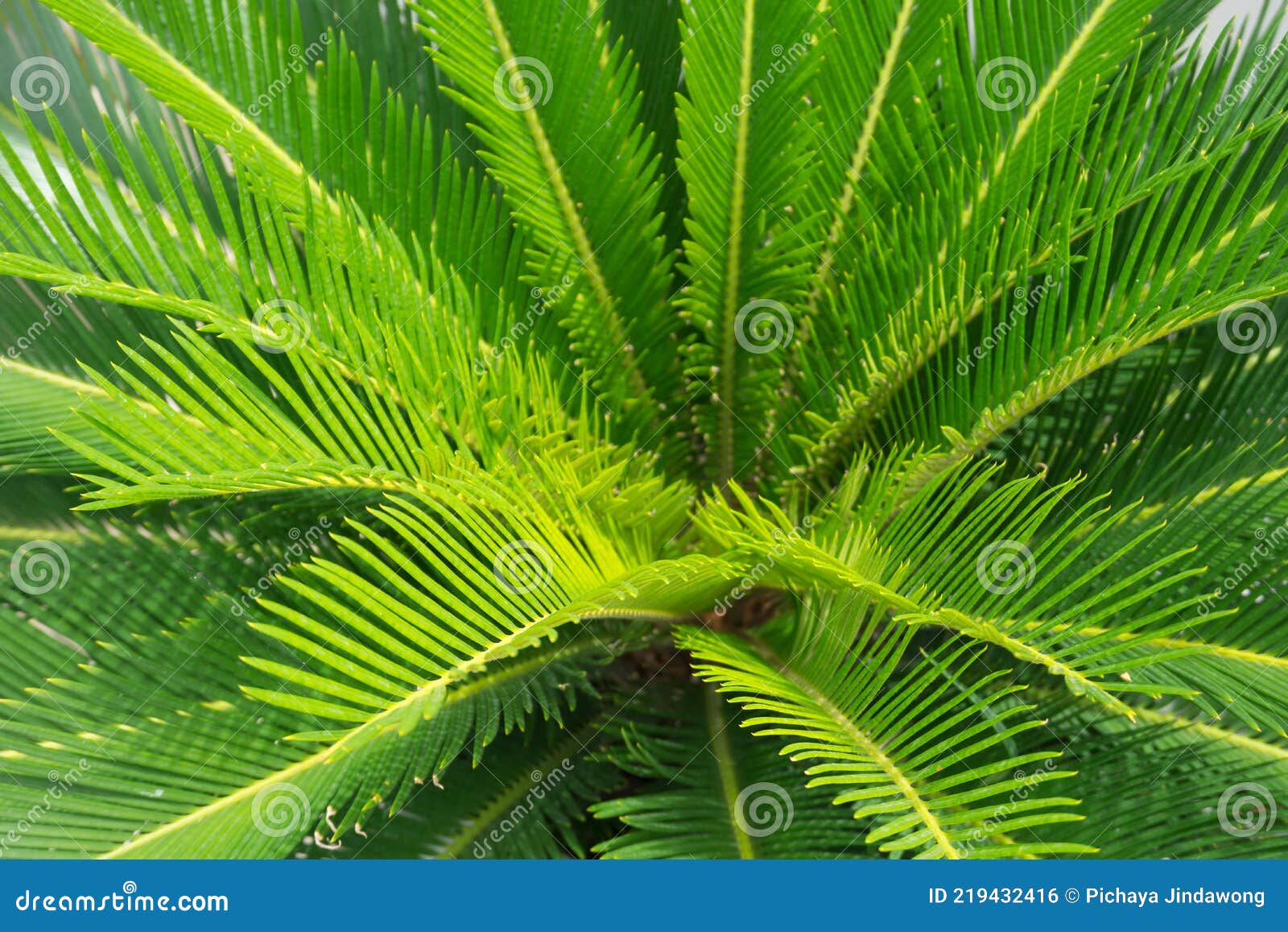Close Up Cycadales Leaf Green, Fresh Palm Stock Photo - Image of green ...