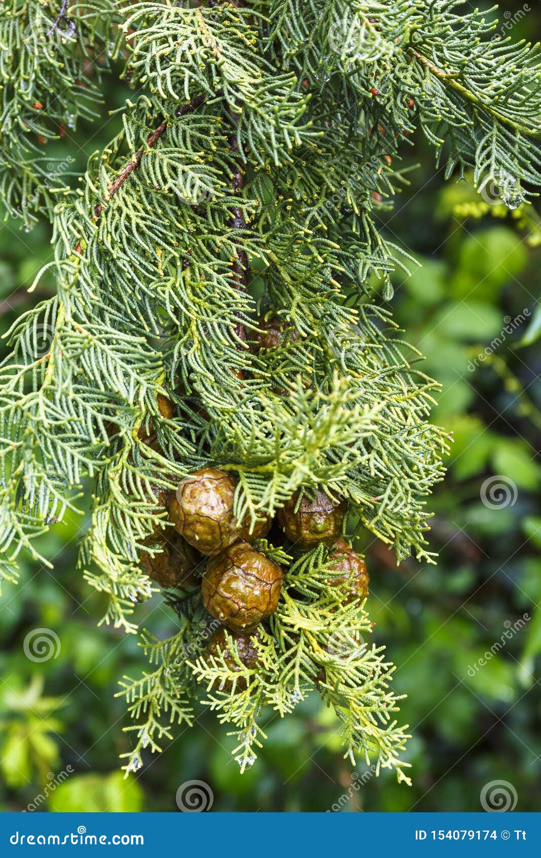 Close Up Of Cypress Cedar Tree Branch With Bunch Of Open Brown Cones ...