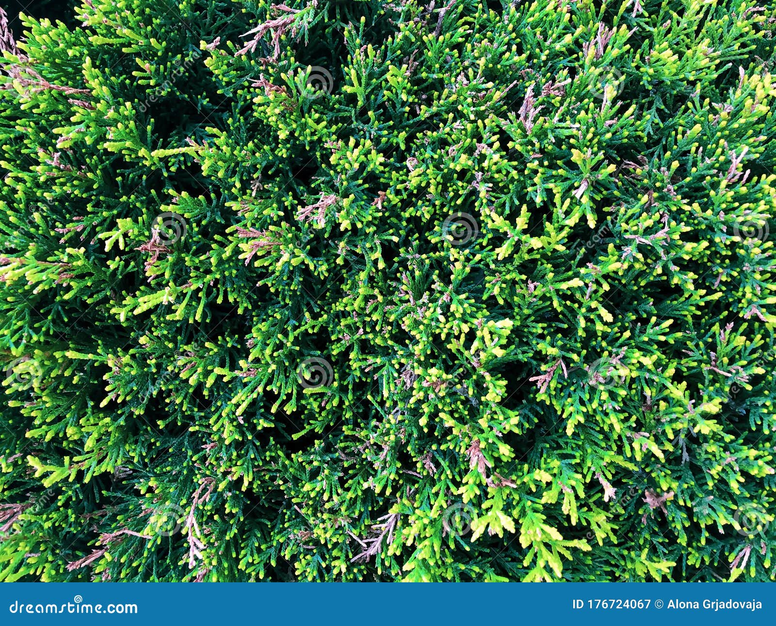 Close Up Cypress Thuja Coniferous Tree Stock Image - Image of evergreen ...
